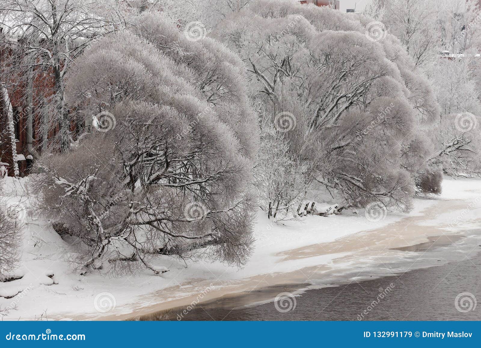Winter River with Snowy Trees Stock Image - Image of weather, landscape ...
