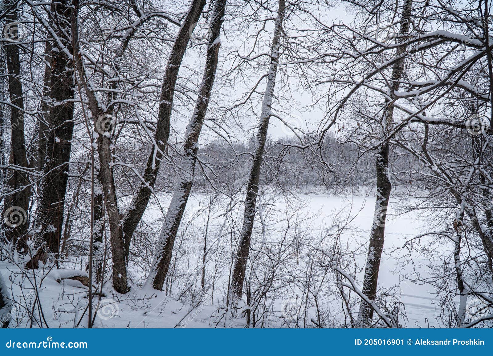 Winter River Under Ice and Snow through Trees Stock Image - Image of ...