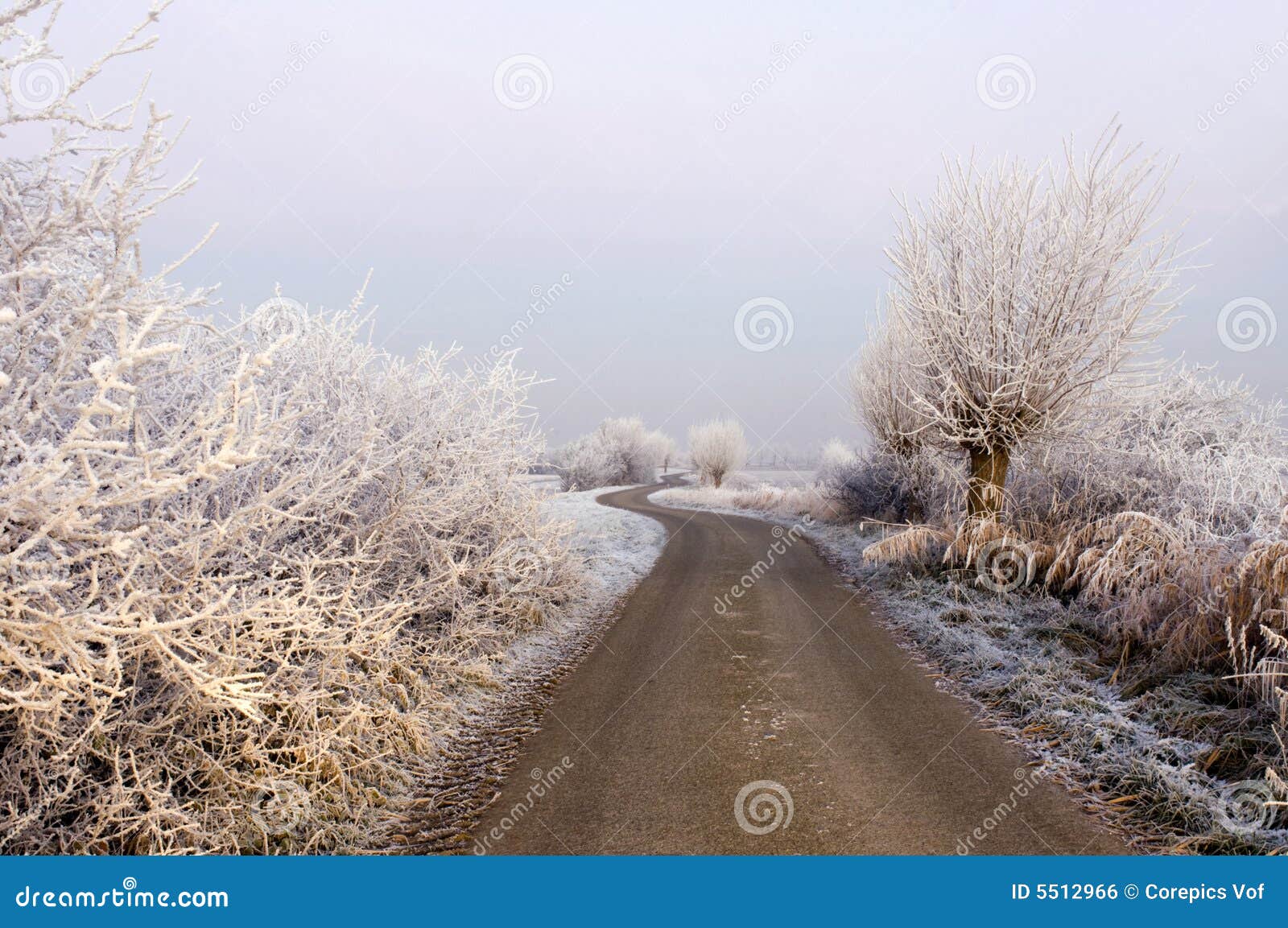 Winter road stock photo. Image of frost, rural, reed, bends - 5512966