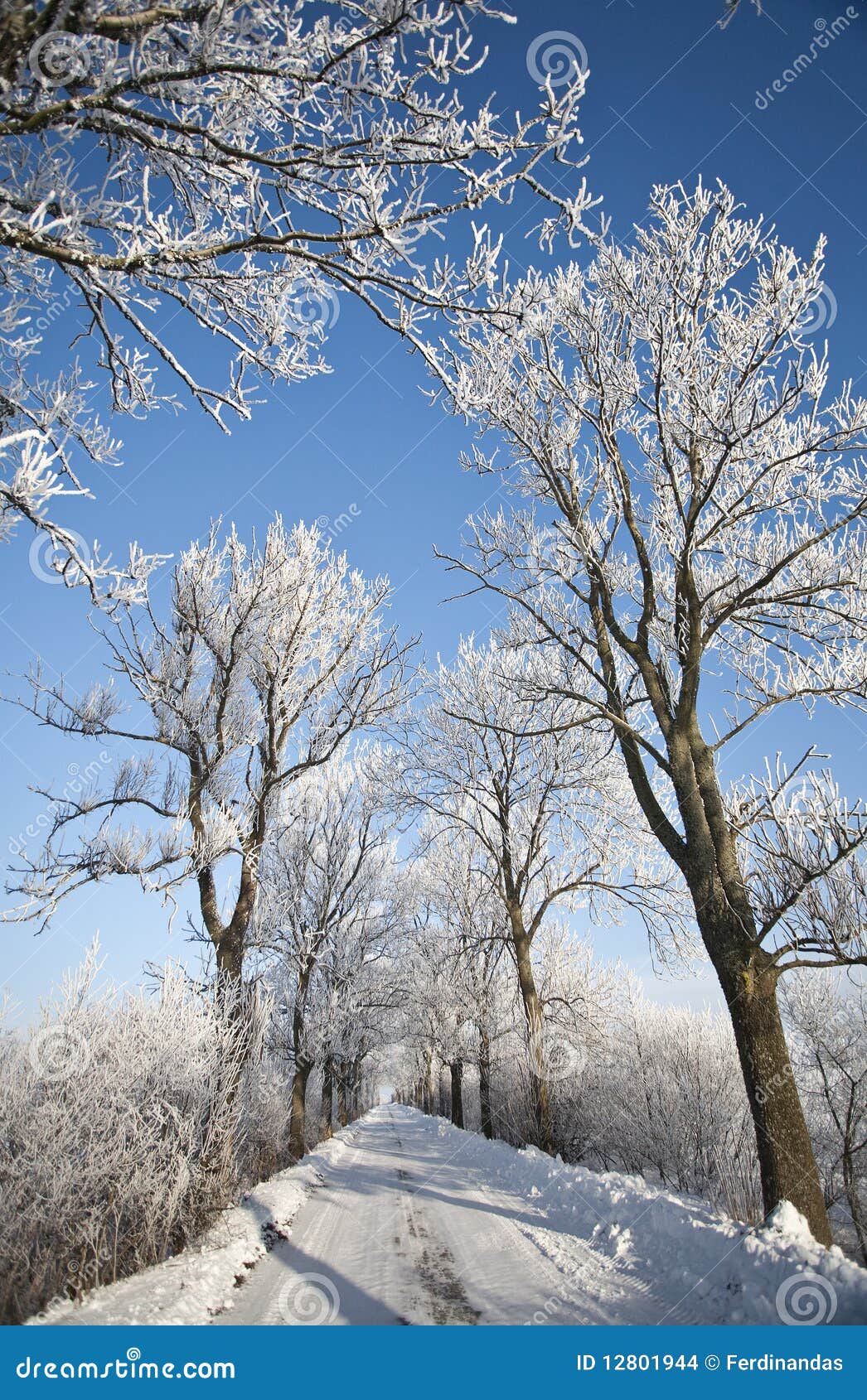 Winter Road and Landscape Frosted Trees Stock Photo - Image of chill ...