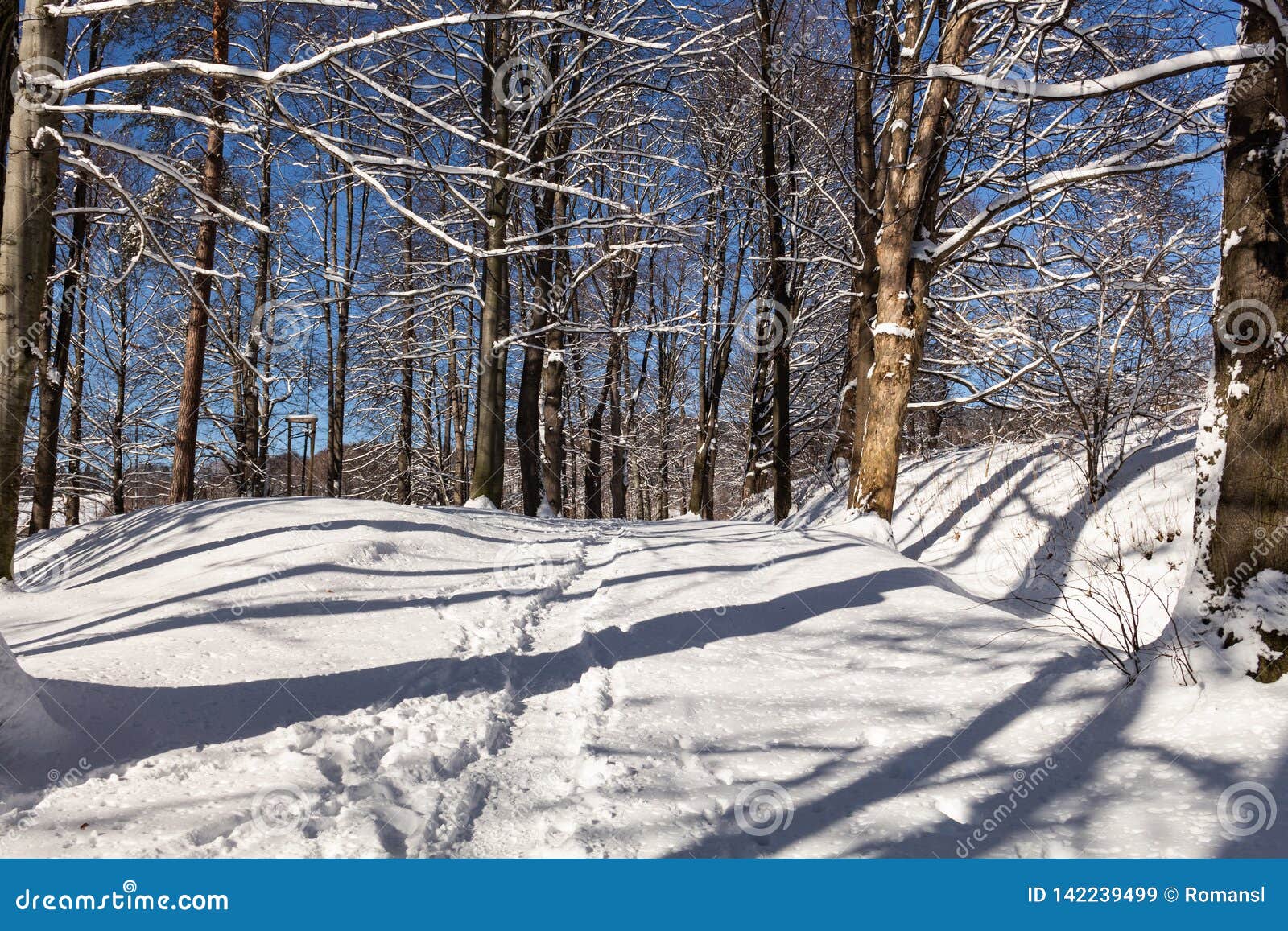 Winter Road Running between the Frozen Trees Stock Image - Image of ...