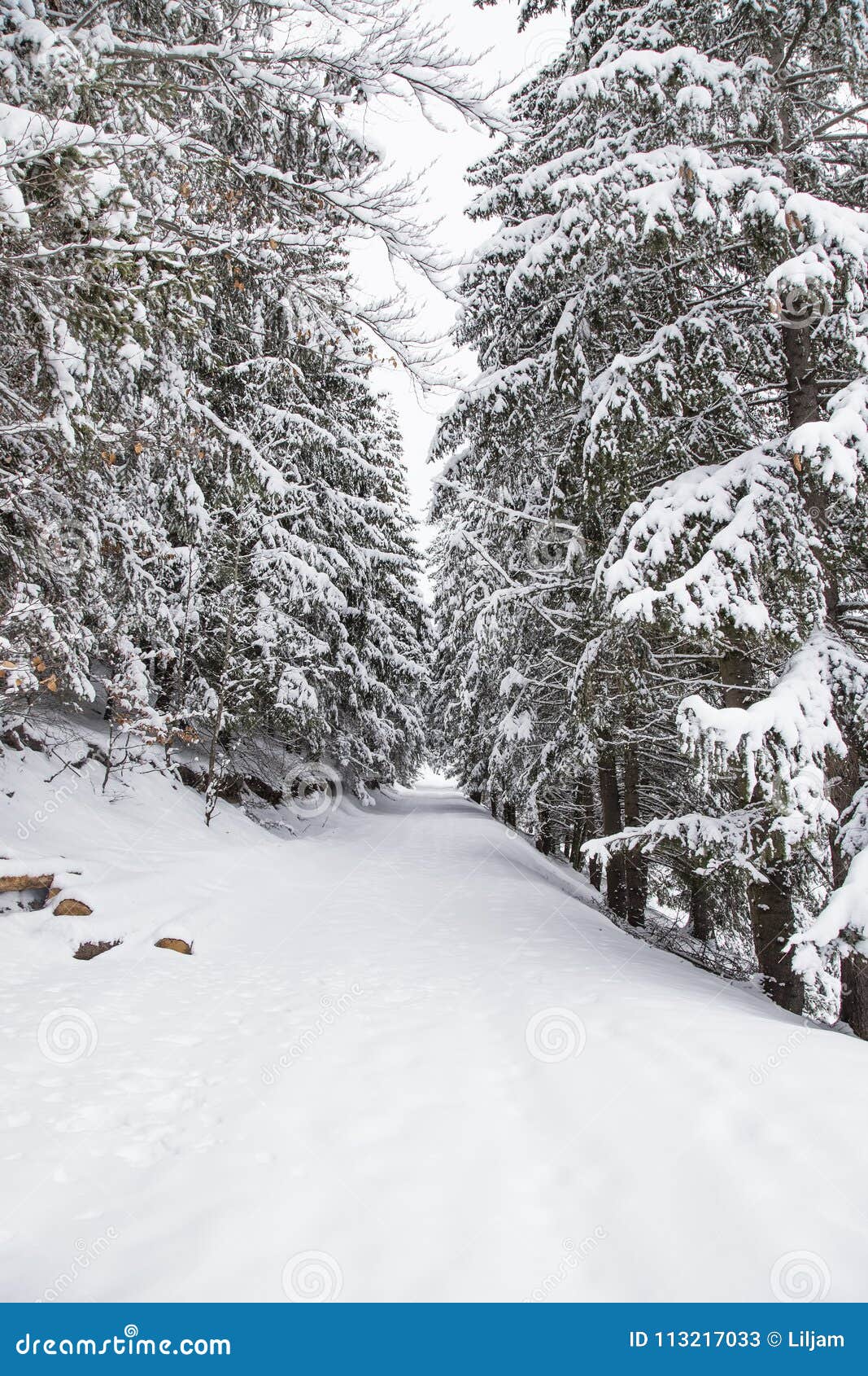 Winter road scene stock image. Image of park, frost - 113217033