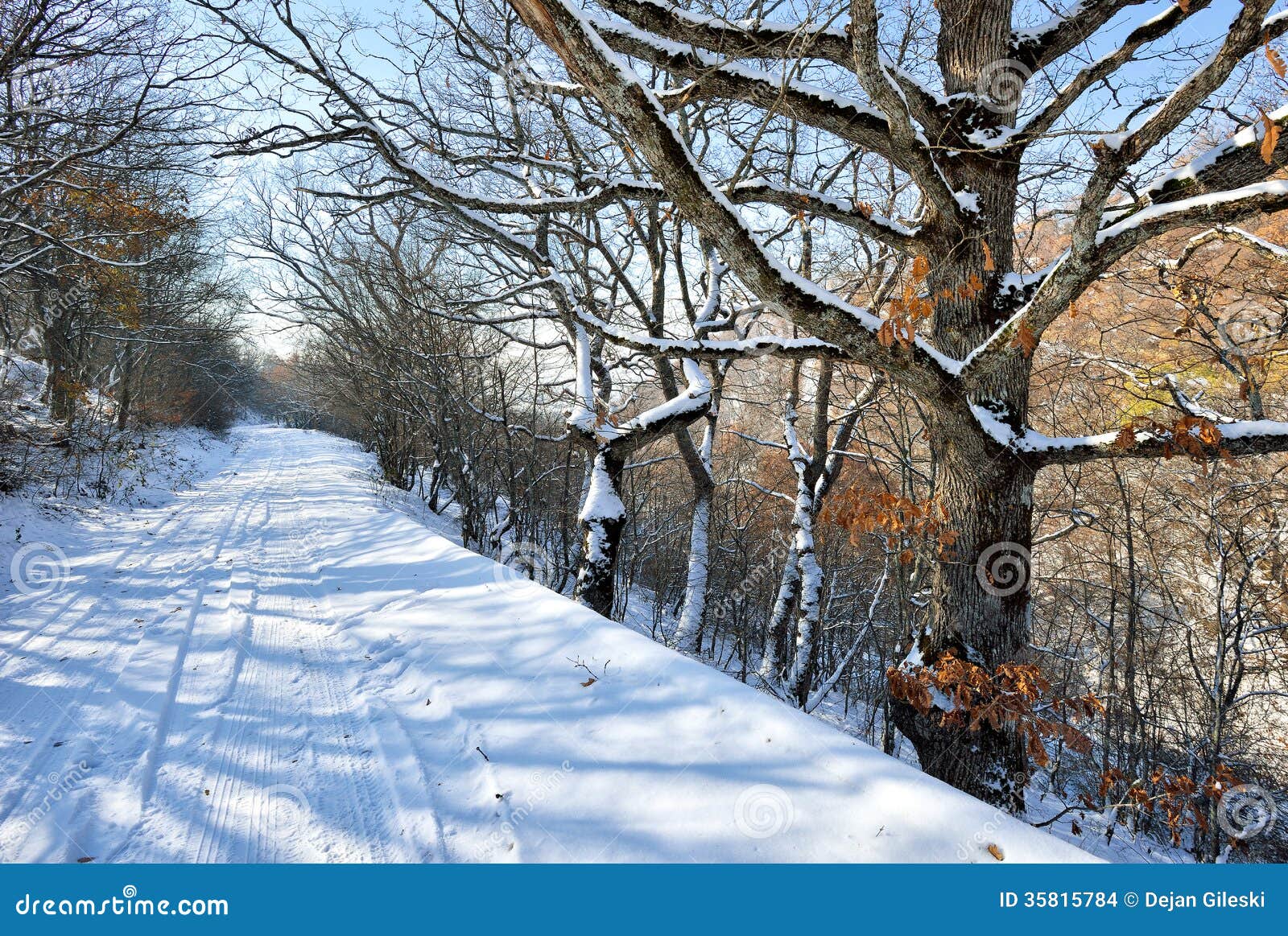 Winter road and trees stock photo. Image of beech, nature - 35815784