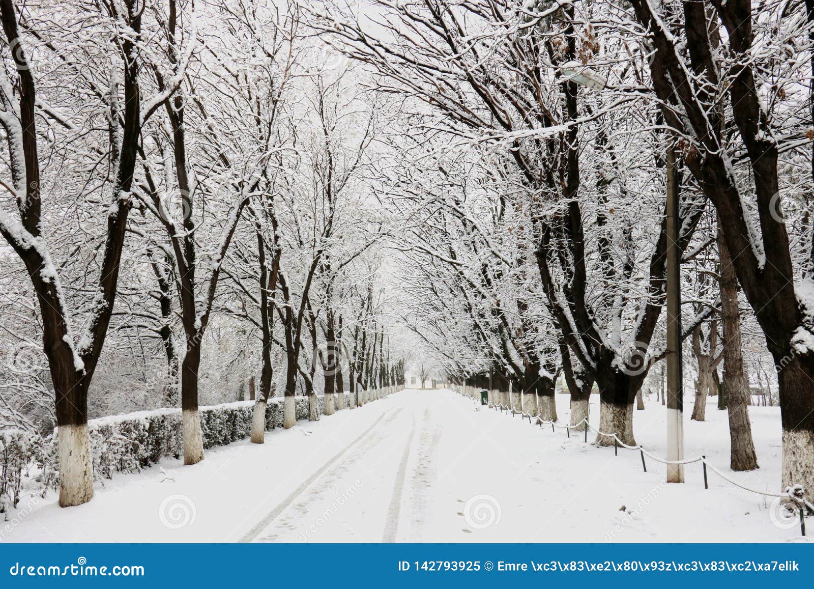 Winter Road among Trees, Snown. Stock Image - Image of weather ...