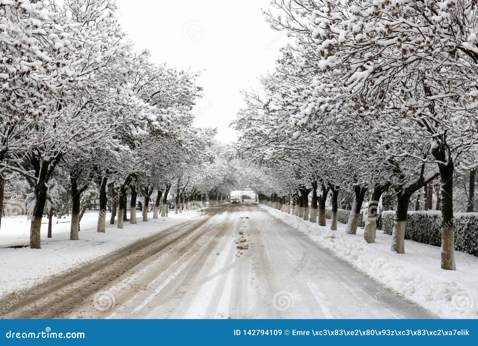 Winter Road among Trees, Snown. Stock Image - Image of cold, christmas ...