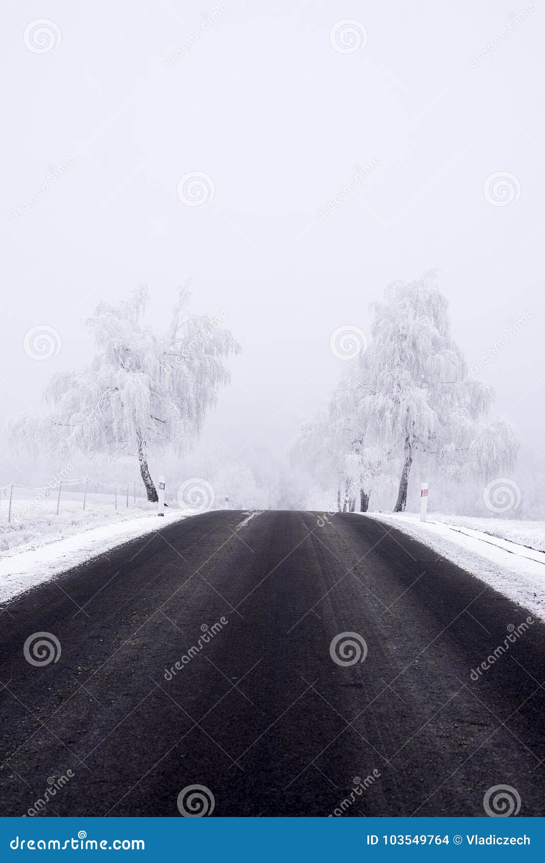 Winter Road with White Trees Covered in Frost. Bleak Day. Stock Photo ...