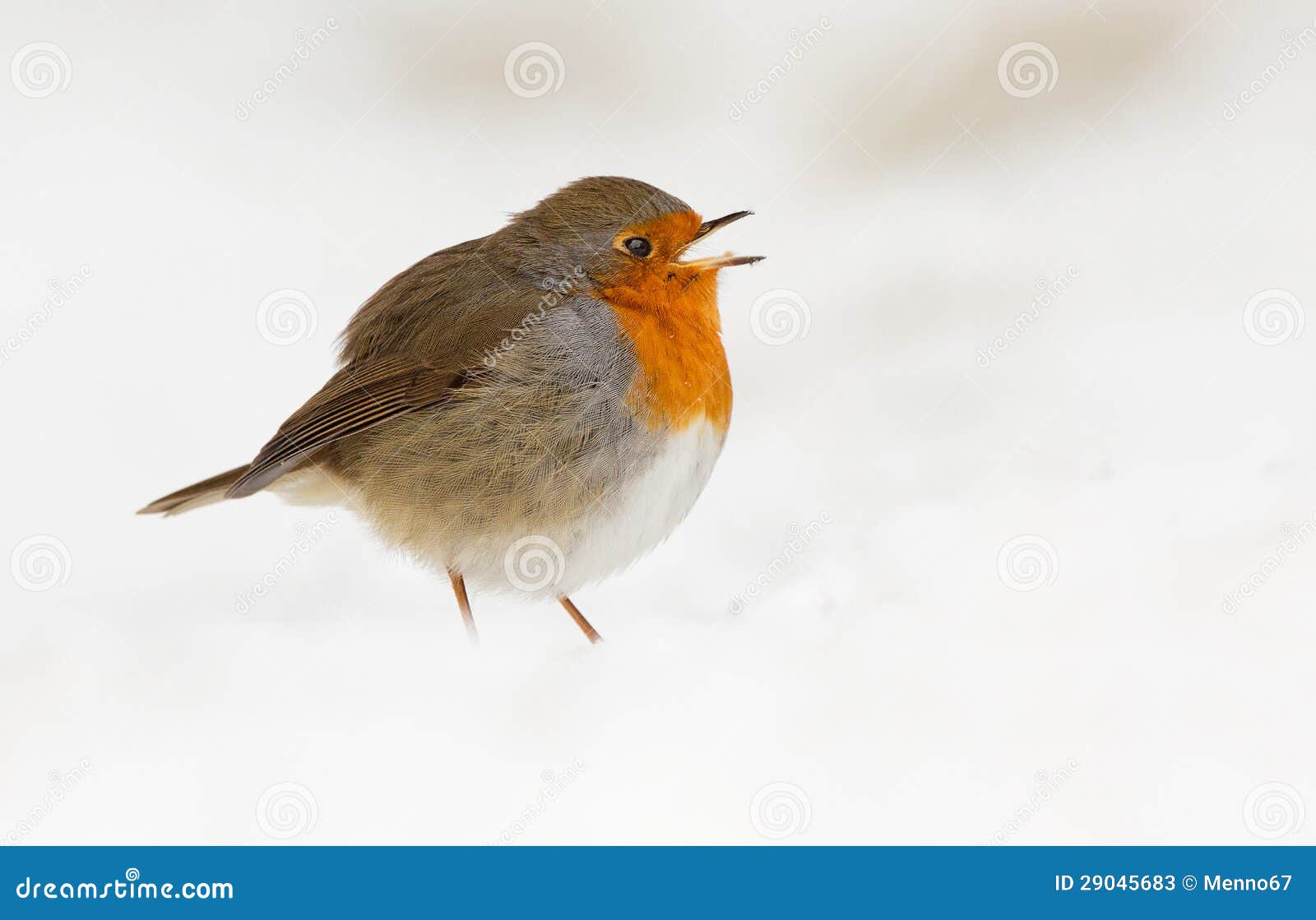 Winter Robin stock image. Image of green, european, snow - 29045683