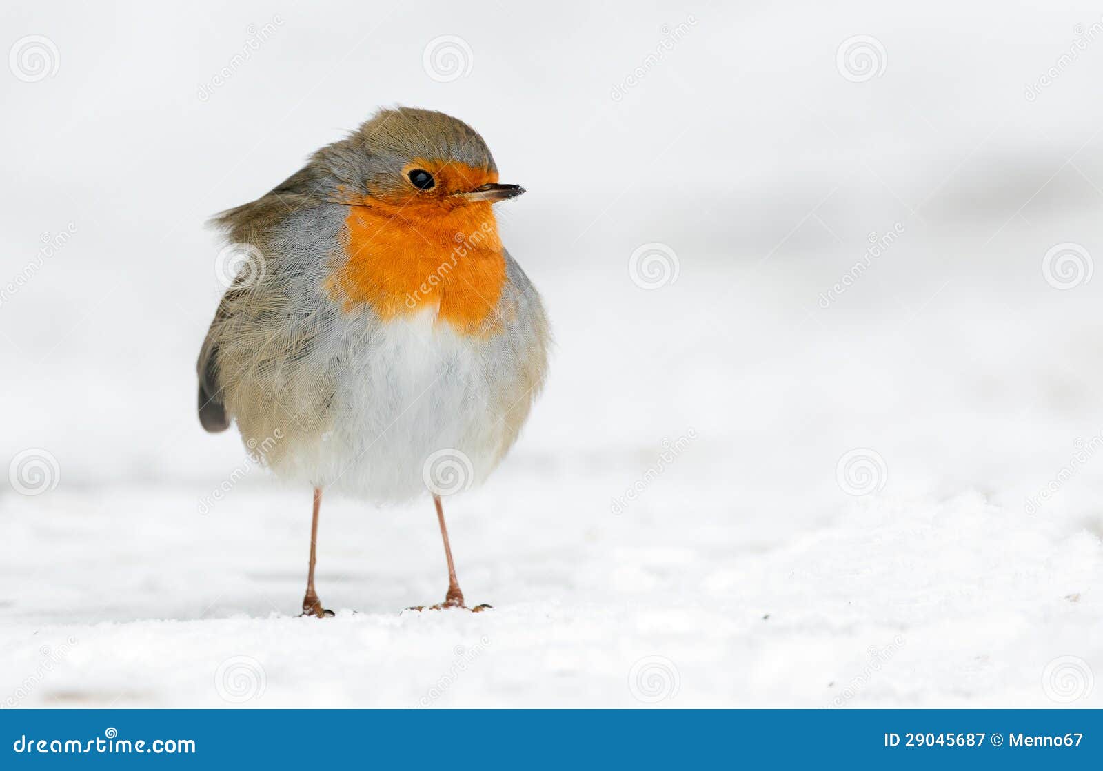 Winter Robin stock image. Image of redbreast, winter - 29045687