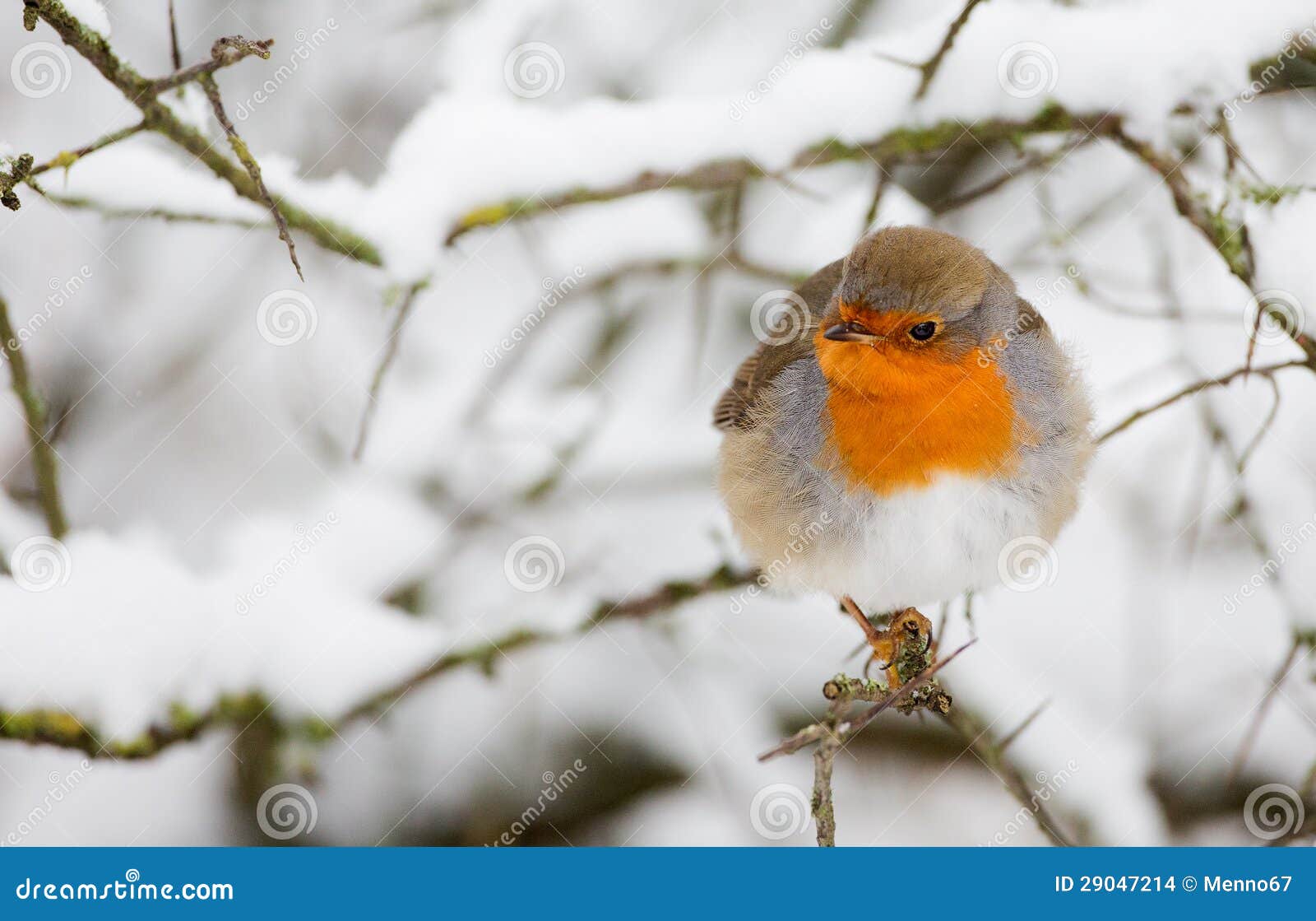 Winter Robin stock photo. Image of redbreast, feather - 29047214