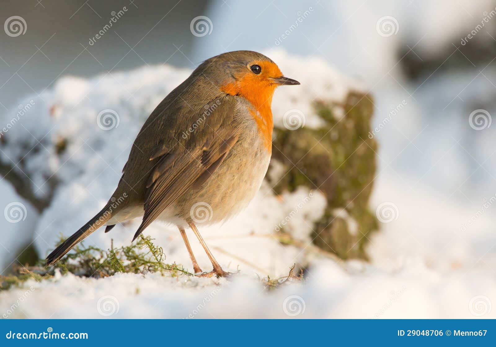 Winter Robin stock photo. Image of wild, melophilus, beak - 29048706