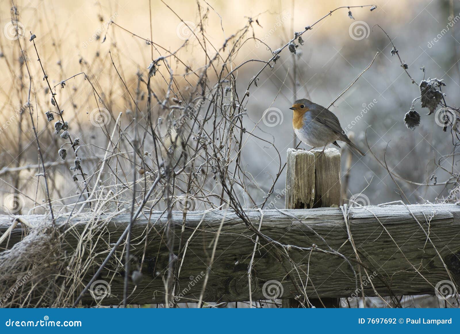 Winter robin stock photo. Image of post, beak, wing, animal - 7697692