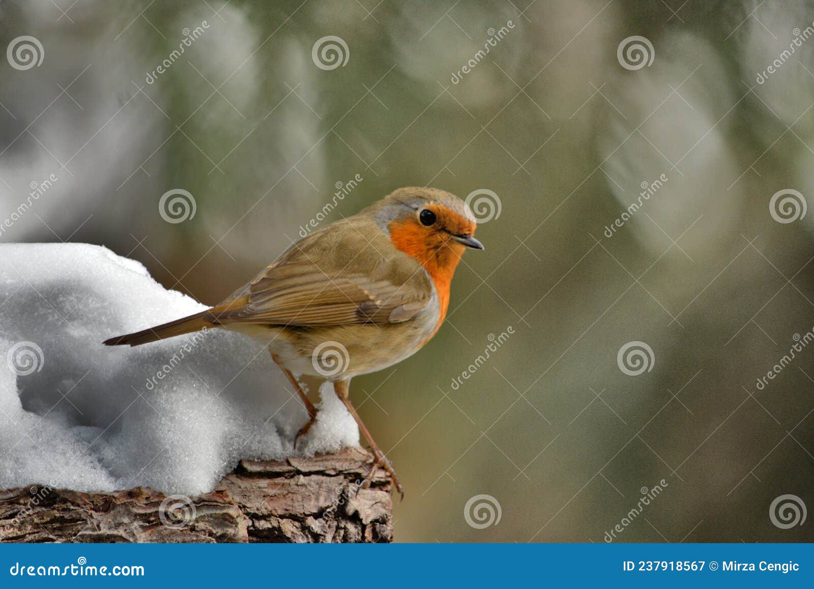 Winter Robin bird stock image. Image of rubeculaperched - 237918567