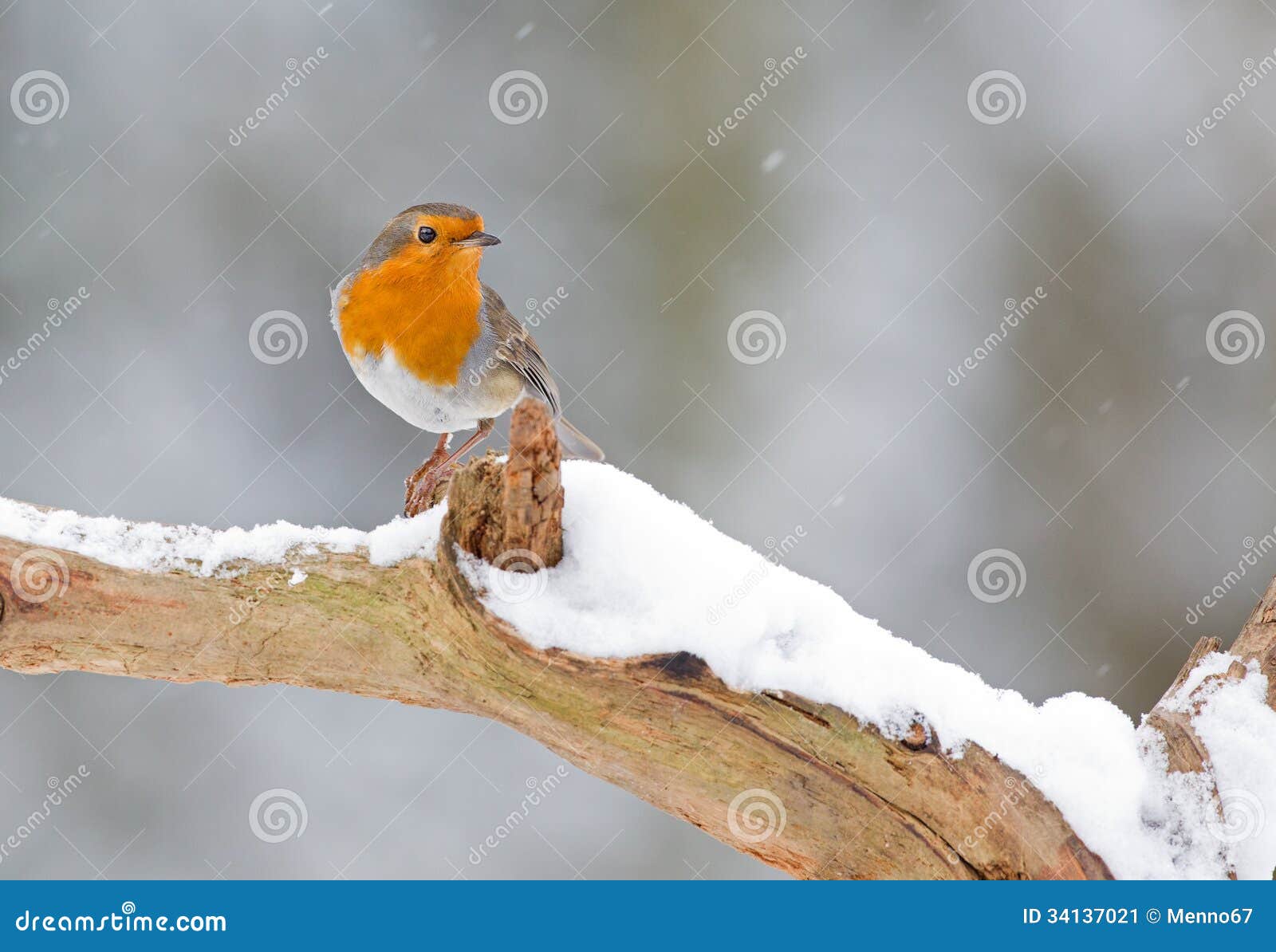 Winter Robin bird stock image. Image of wing, robin, melophilus - 34137021