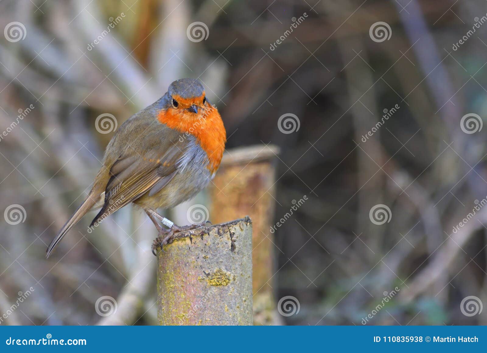 Winter Robin with Fluffy Plumage Stock Photo - Image of bird, christmas ...