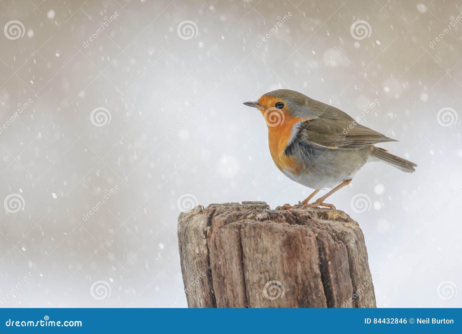 Winter robin stock photo. Image of greeting, nature, erithacus - 84432846