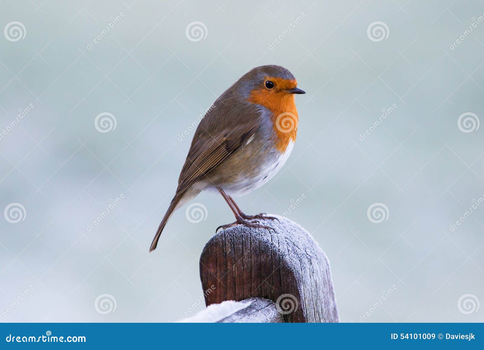 Winter Robin stock image. Image of posing, passeriformes - 54101009