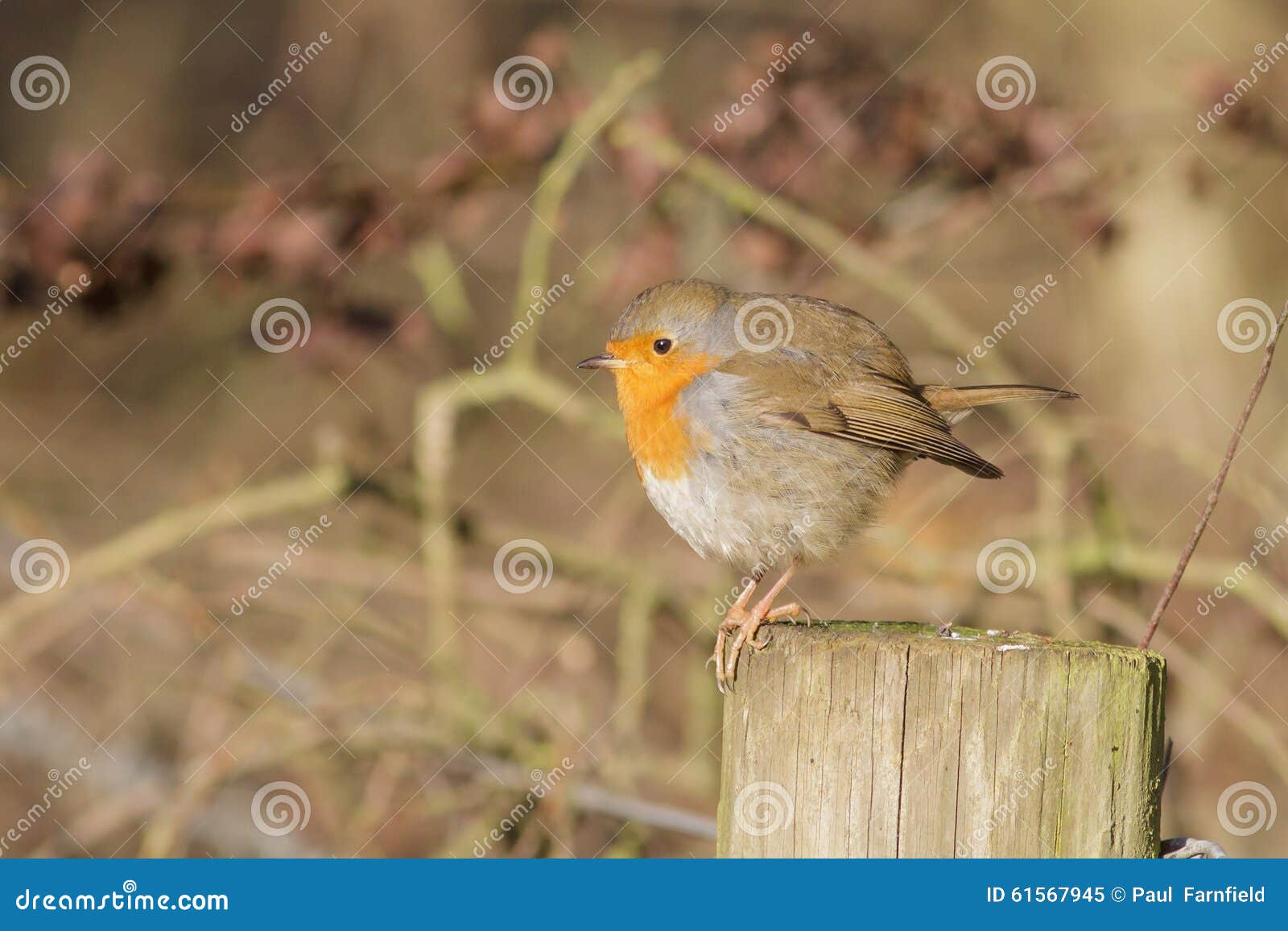 A winter Robin on a post stock image. Image of puffed - 61567945