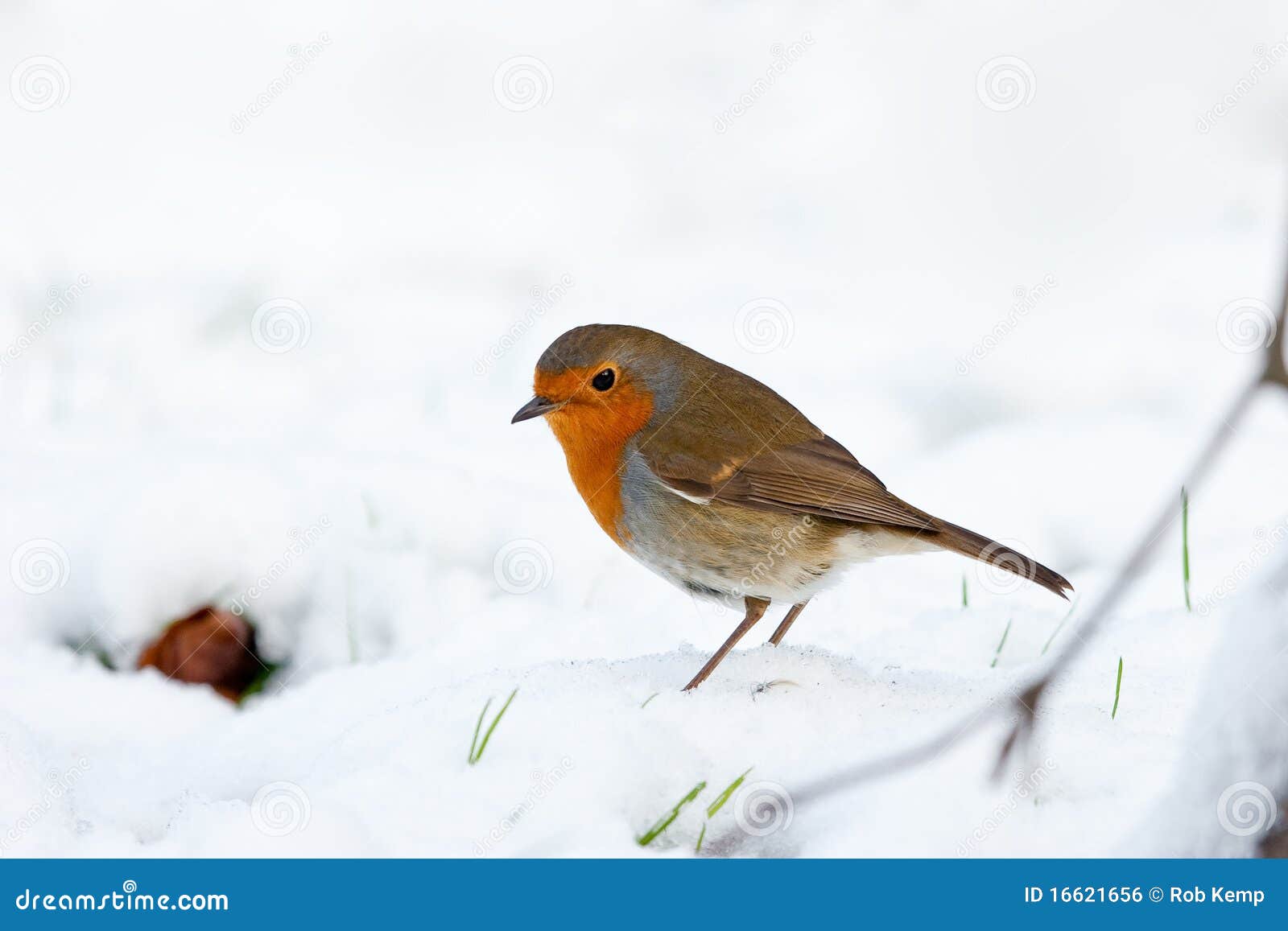 Winter Robin Profile Snow with Green Shoots Stock Photo - Image of ...