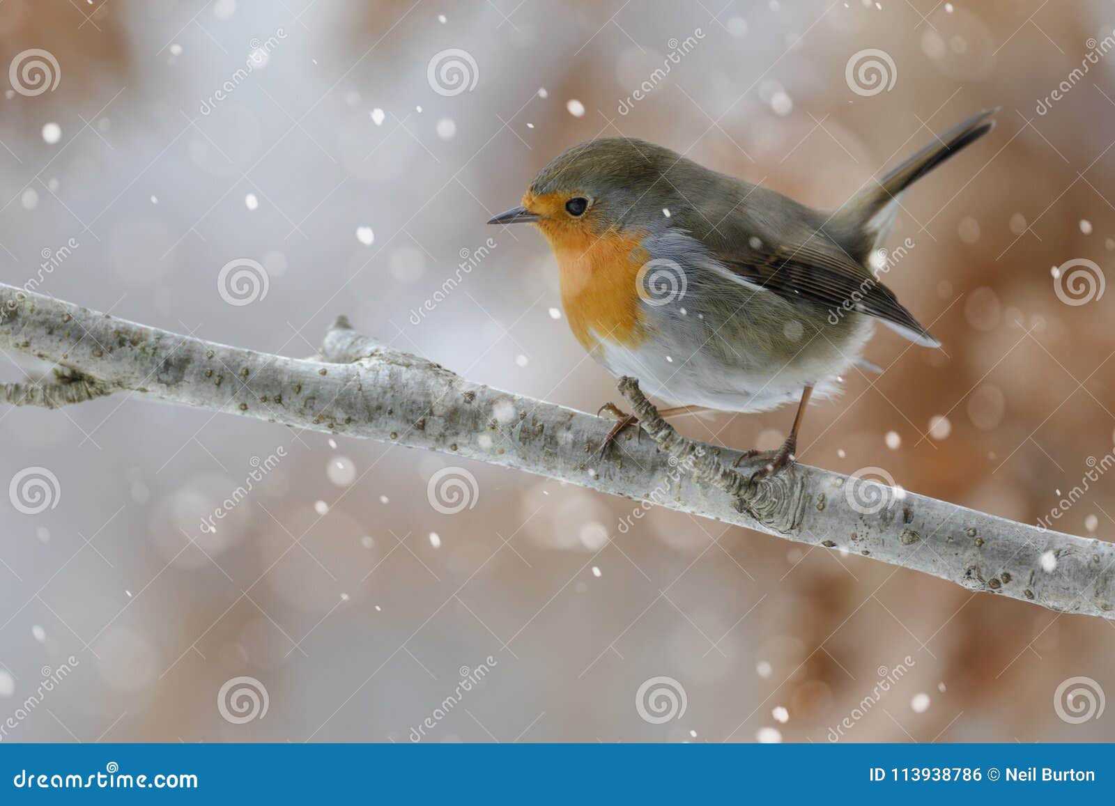 Winter robin stock photo. Image of christmas, erithacus - 113938786
