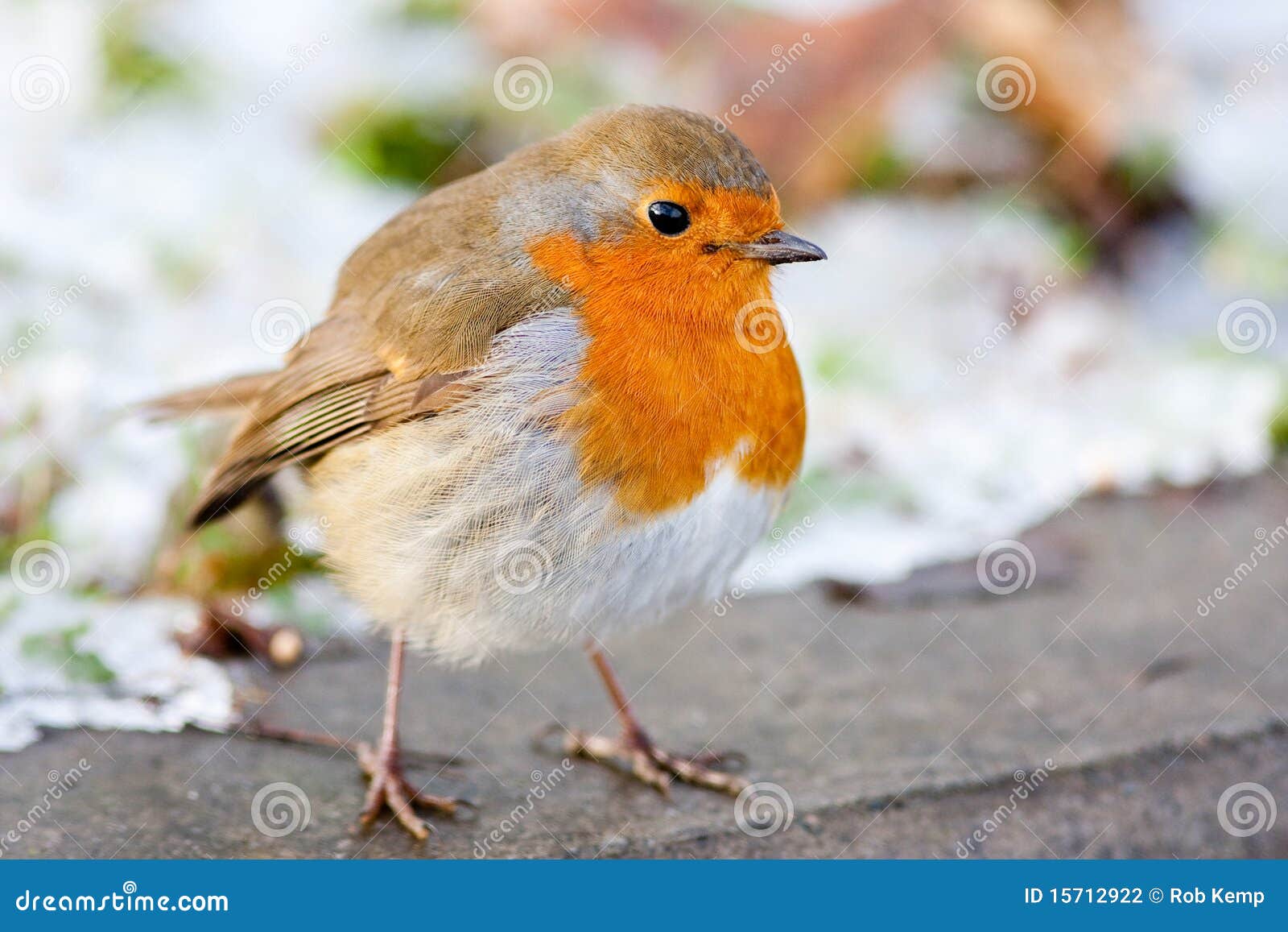 Winter Robin with Snowy Backround Close Up Stock Photo - Image of ...