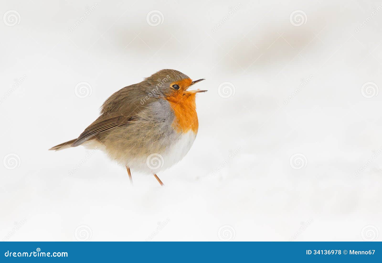 Winter Robin stock photo. Image of robin, nature, brown - 34136978