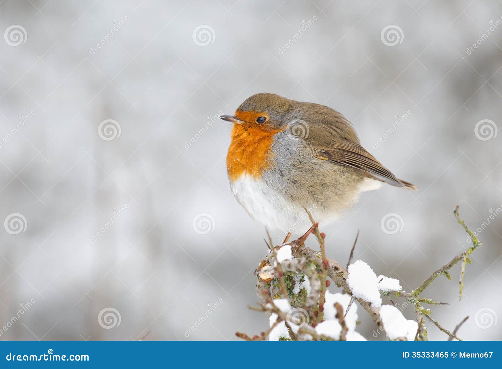 Winter-Robin-Vogel stockbild. Bild von europäisch, empfindlich - 35333465