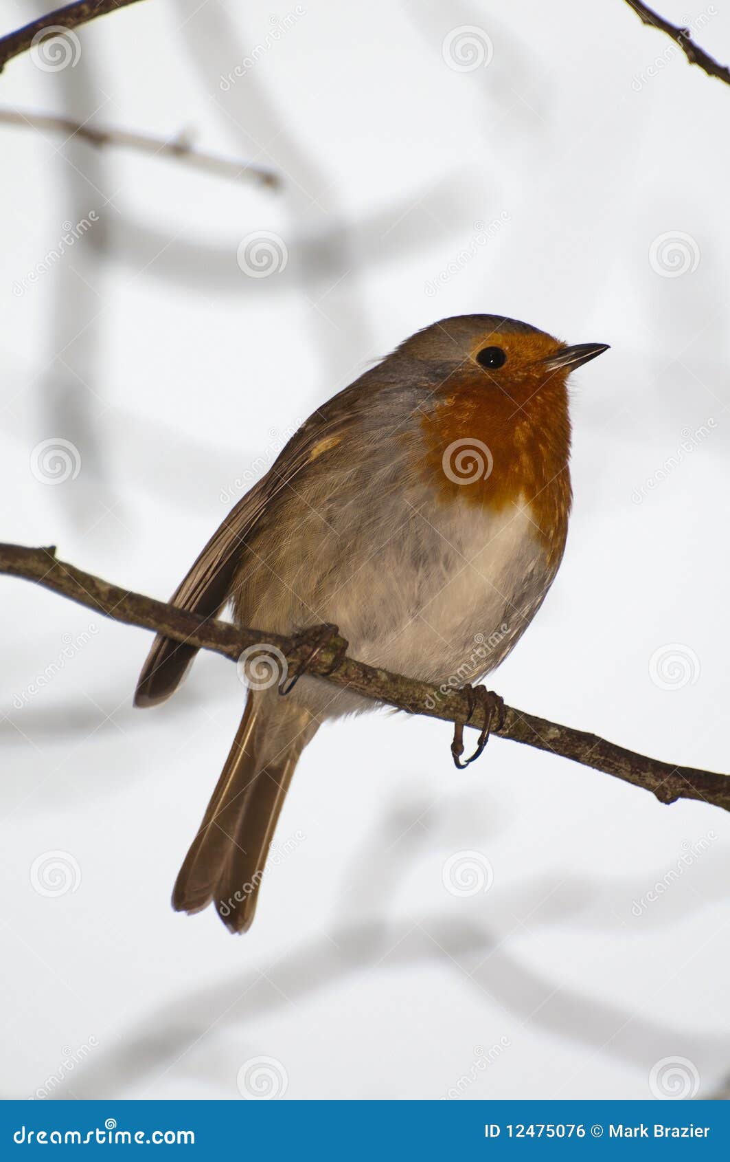 Winter Robin Watching Its Territory Stock Photo - Image of rubecula ...