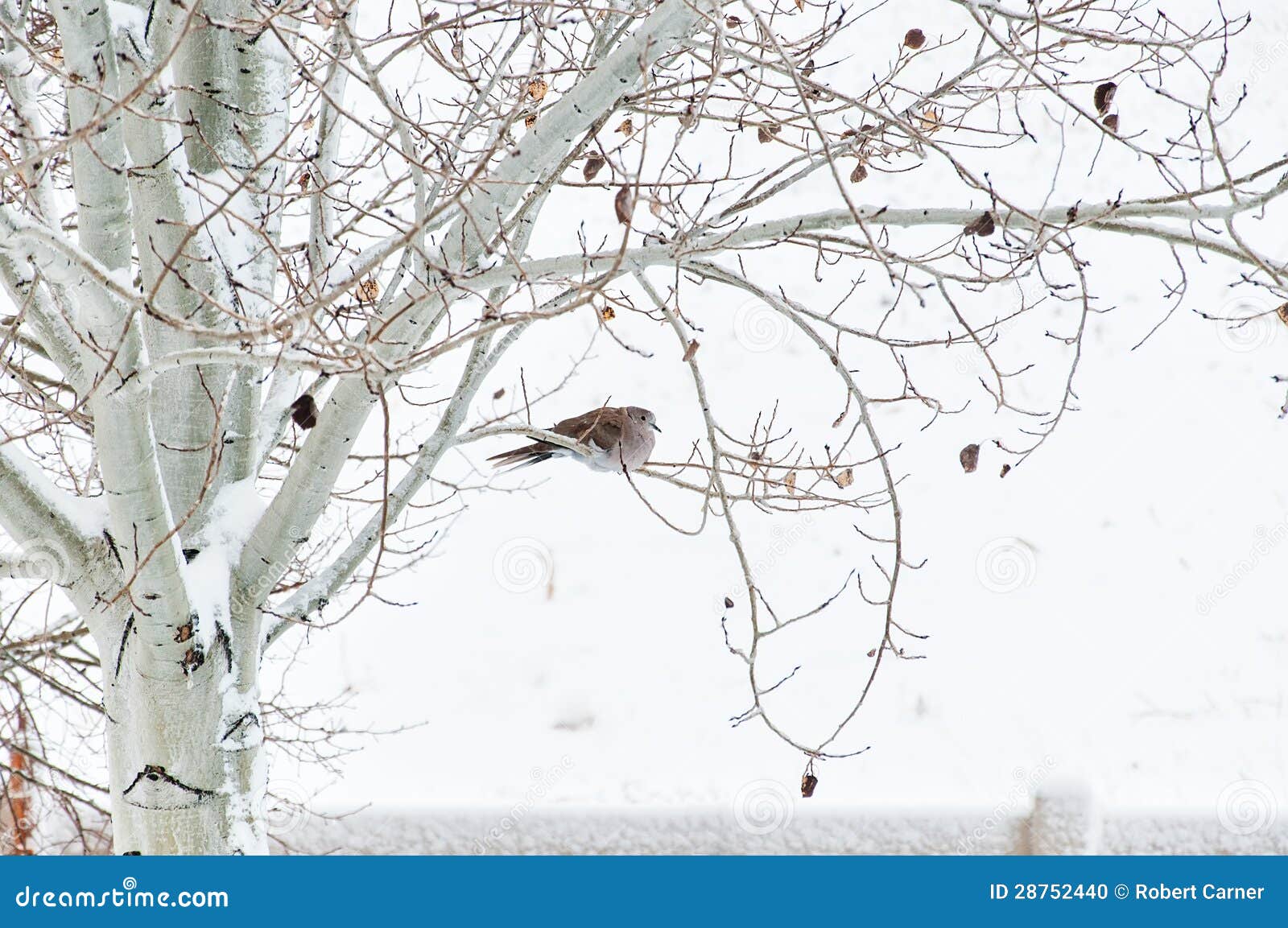 Winter Roost for a Collared Dove Stock Photo - Image of collared ...