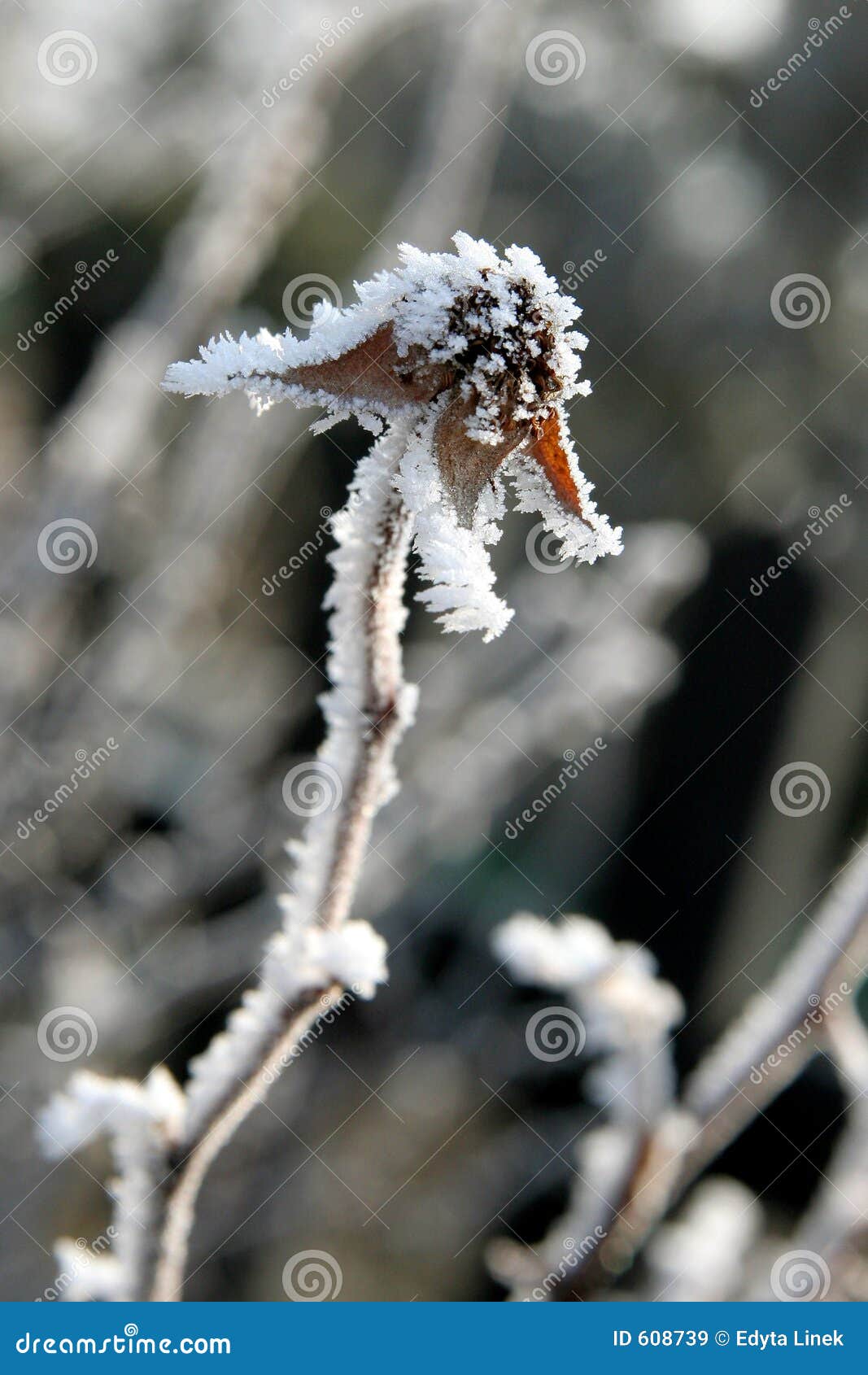 Winter rose stock image. Image of cold, holiday, freezing - 608739