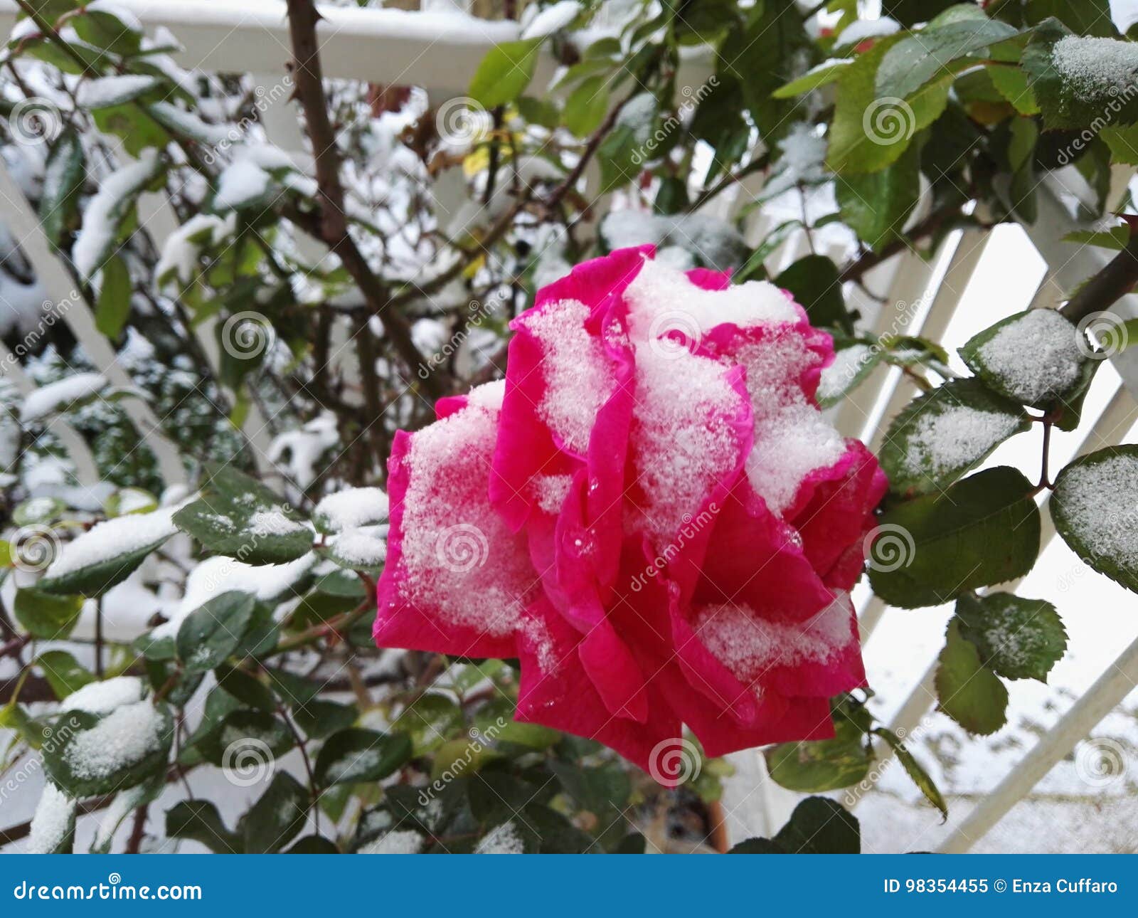 Winter rose stock image. Image of snow, leaves, winter - 98354455