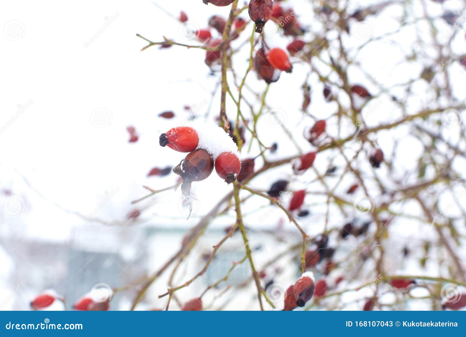 Winter, Rosehip Bush in the Snow Stock Image - Image of garden, branch ...