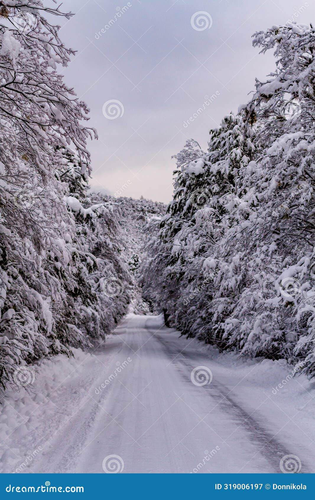 Winter Route with Full of Snow Trees on Both Sides Stock Image - Image ...