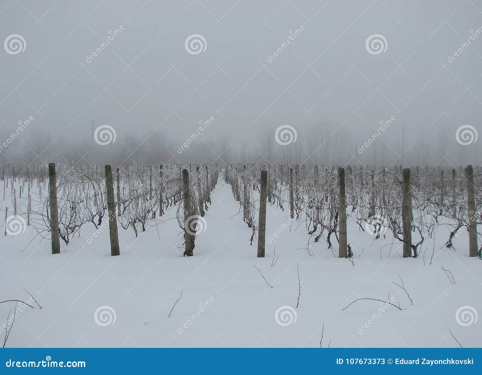 Winter rows of grapevines stock image. Image of nature - 107673373