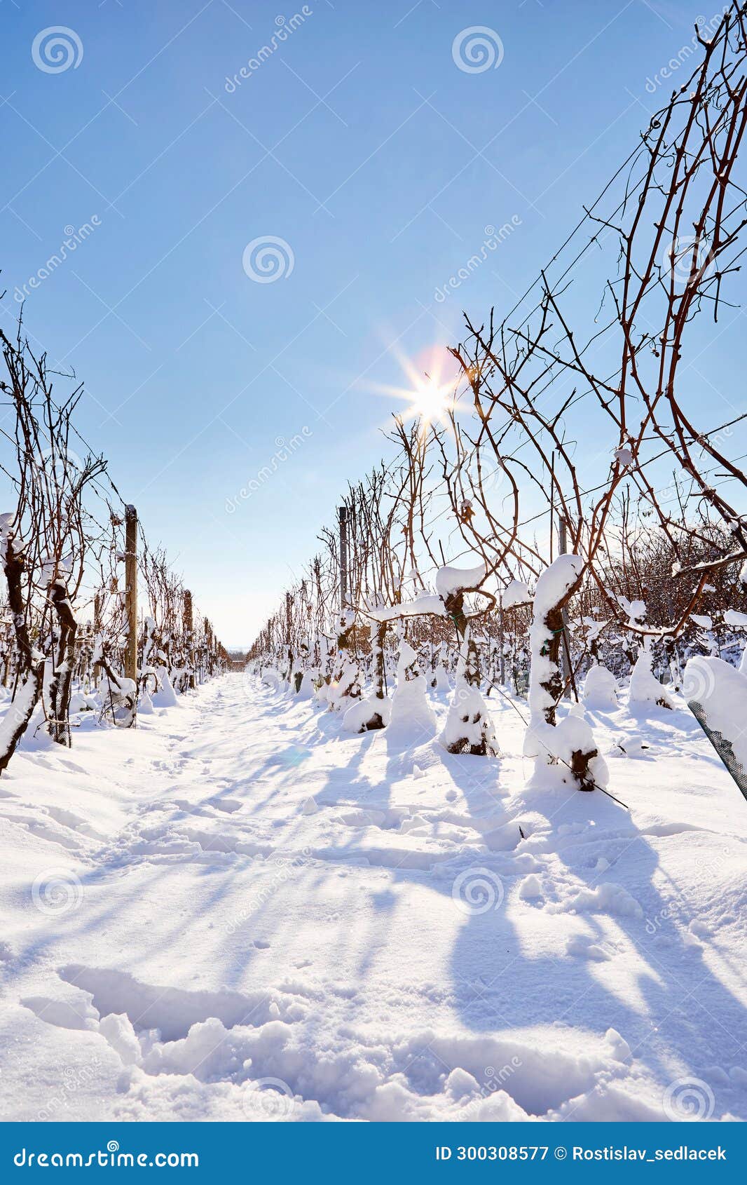 Snow Covered Vineyards on a Sunny Winter Day Stock Image - Image of ...