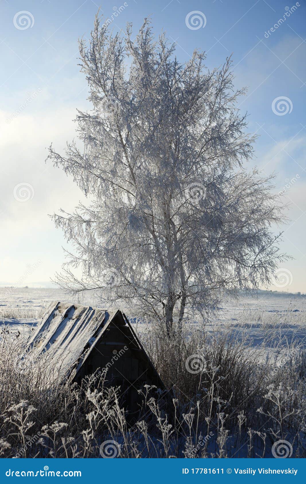 Winter rural landscape. stock image. Image of intensely - 17781611