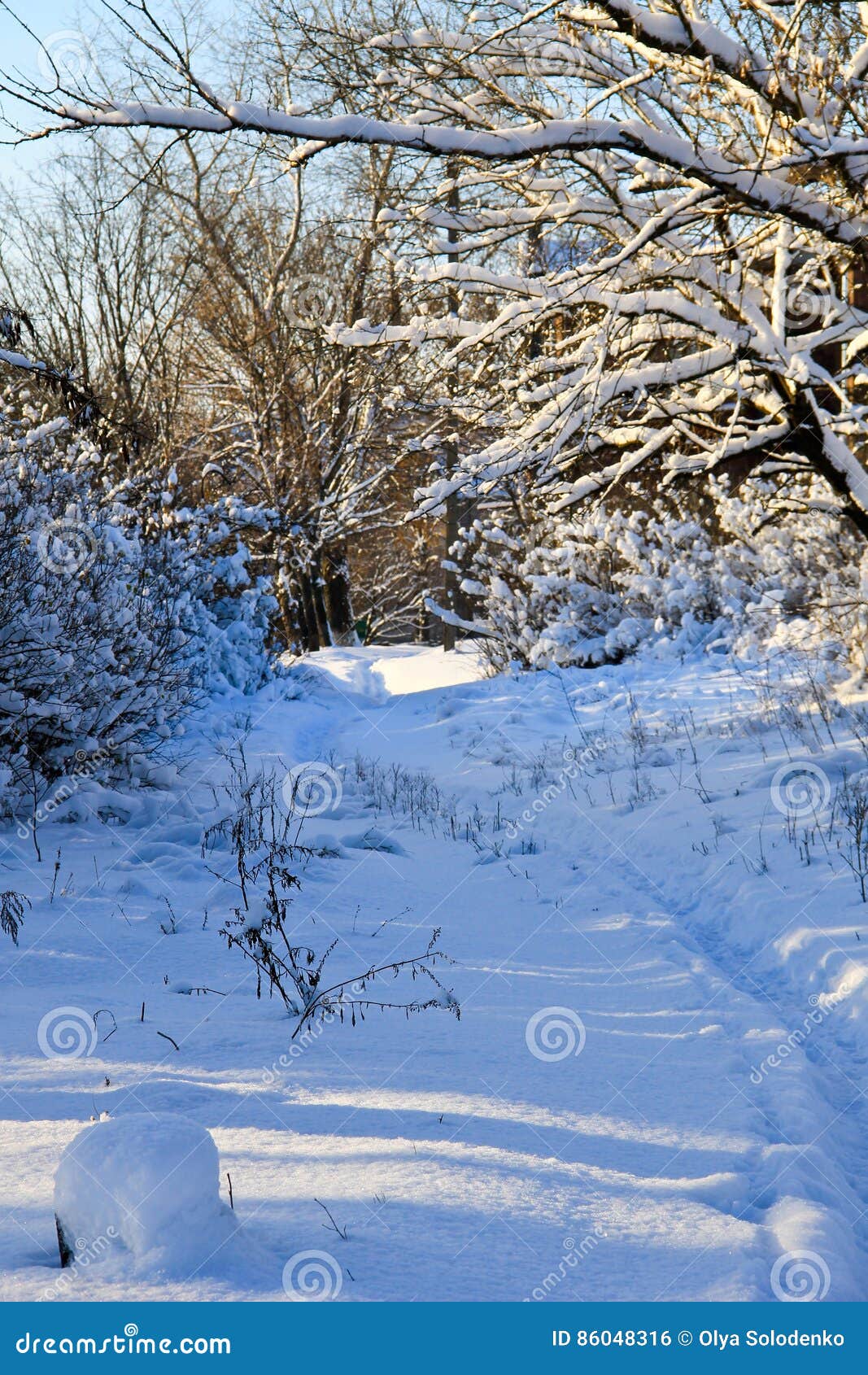 Winter Rural Landscape with Snowy Trees Stock Photo - Image of path ...