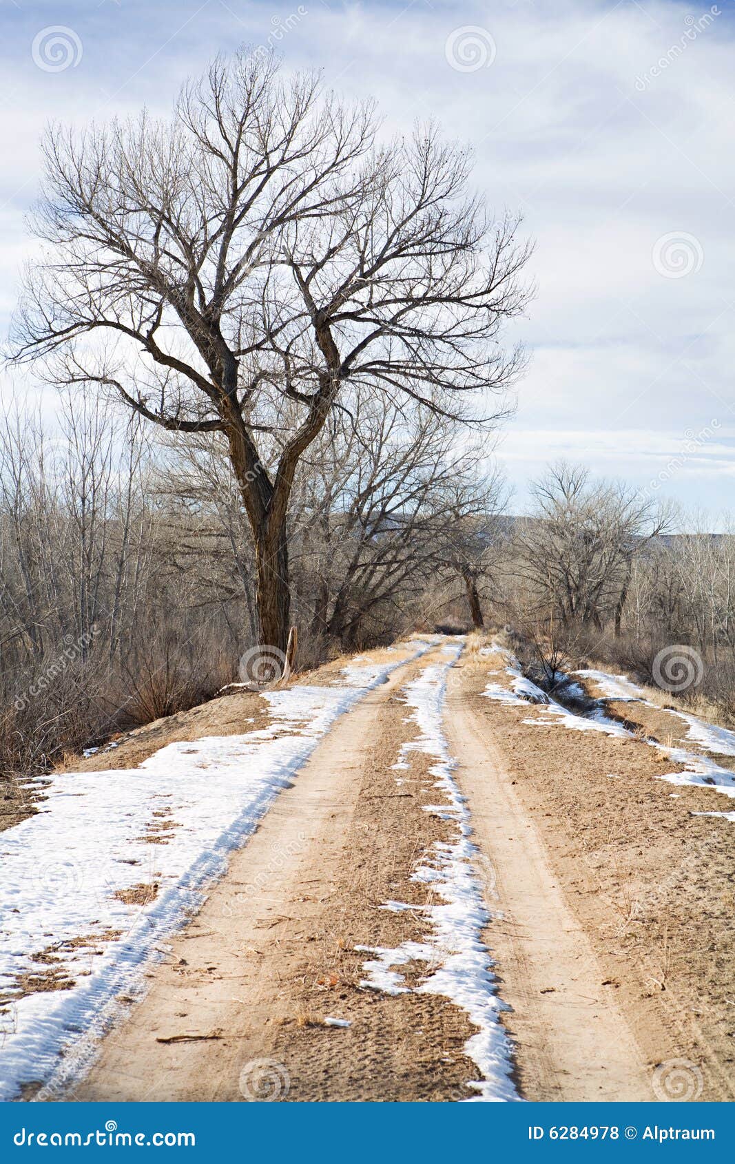 Winter rural road stock photo. Image of bush, rural, bushes - 6284978