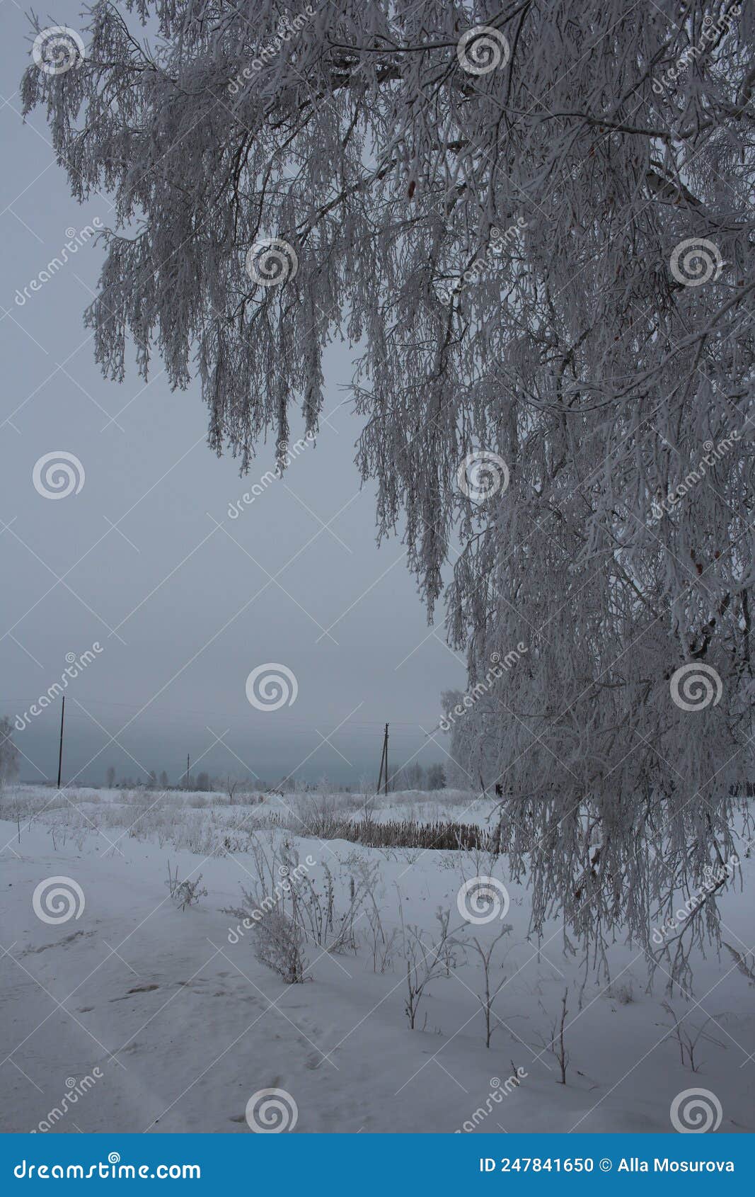 Winter Russian Forest in Siberia White Snow on Trees in the Forest ...