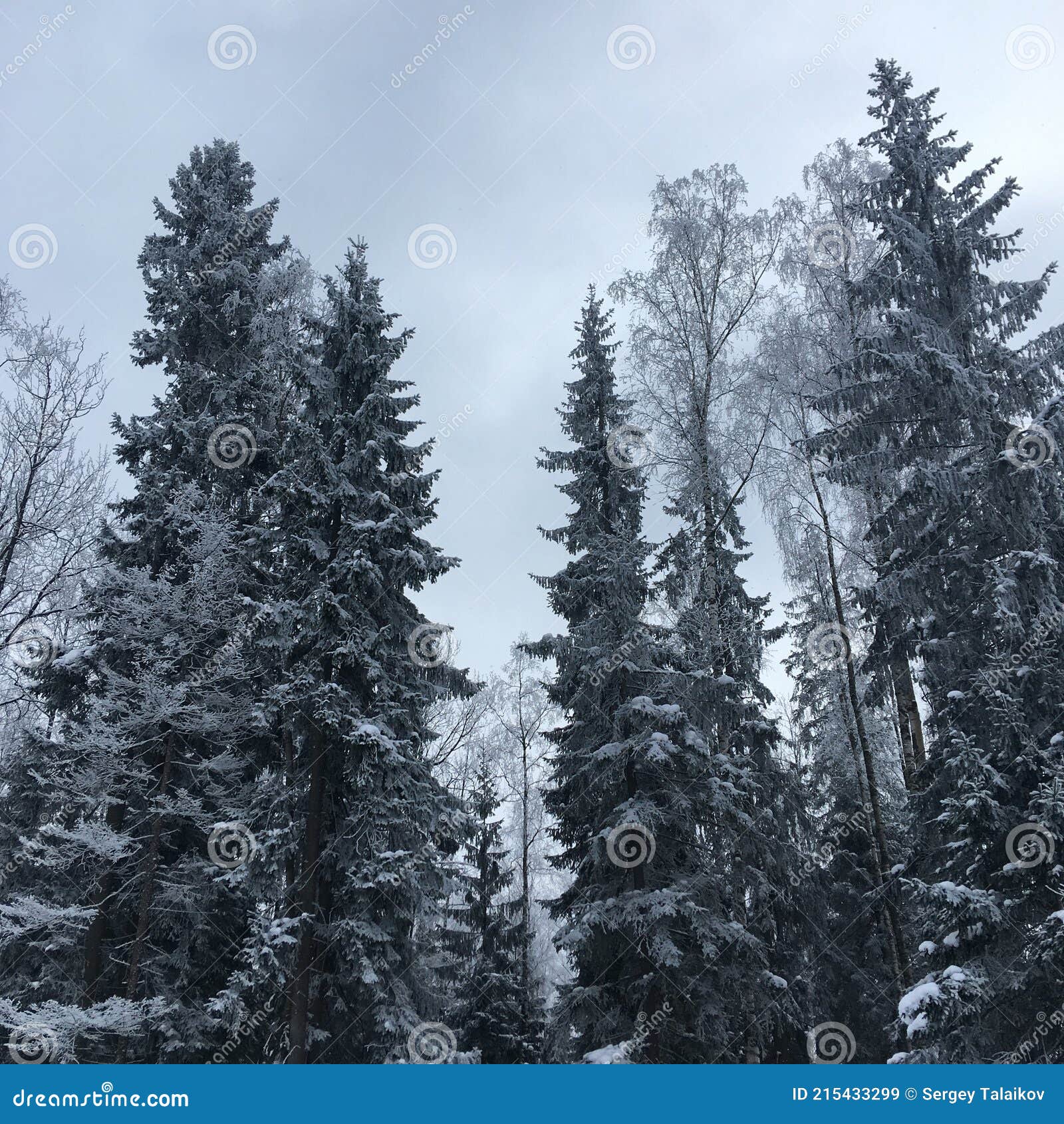 Winter russian forest stock image. Image of russian - 215433299