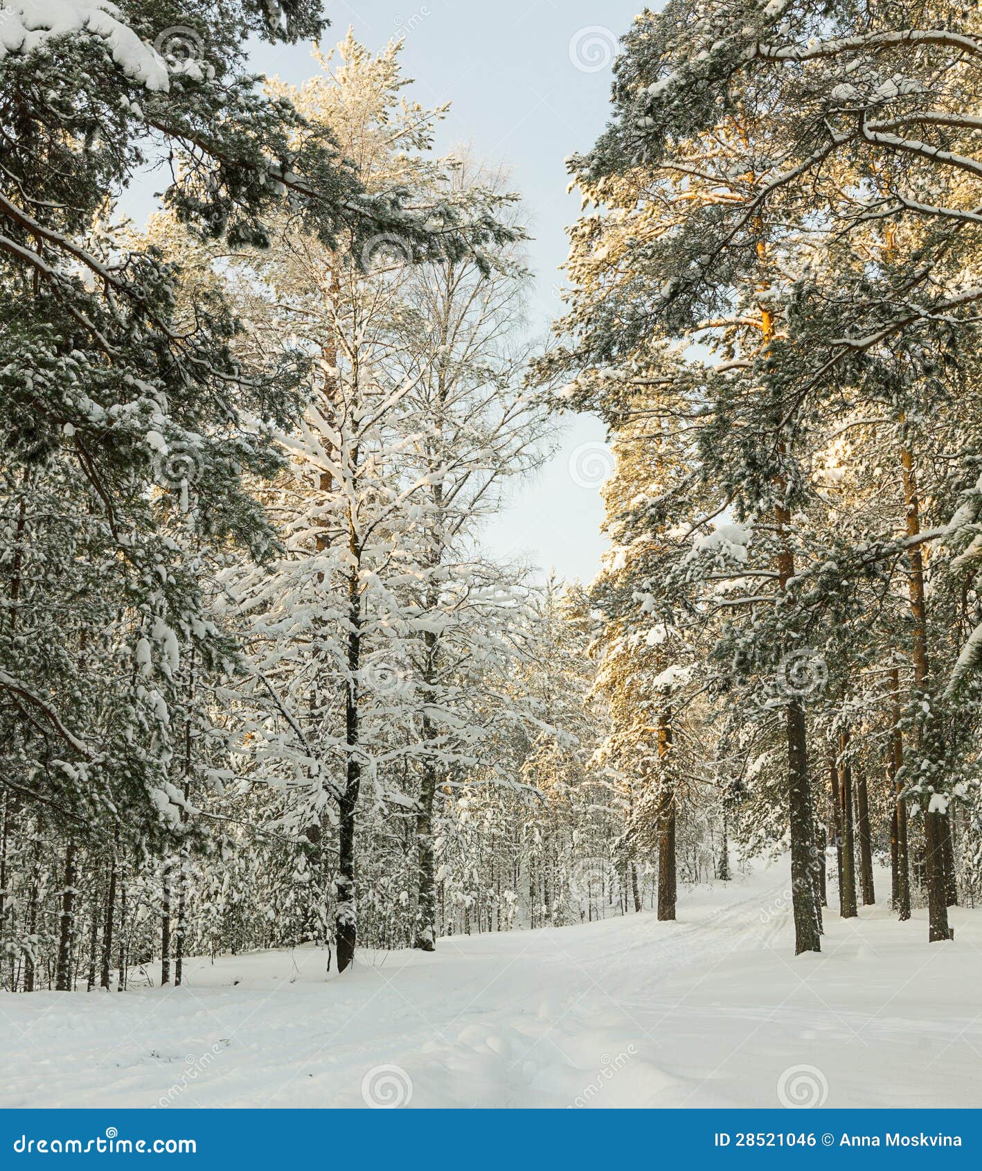Winter Russian Forest Snow Road Stock Photo - Image of spruce, bare ...