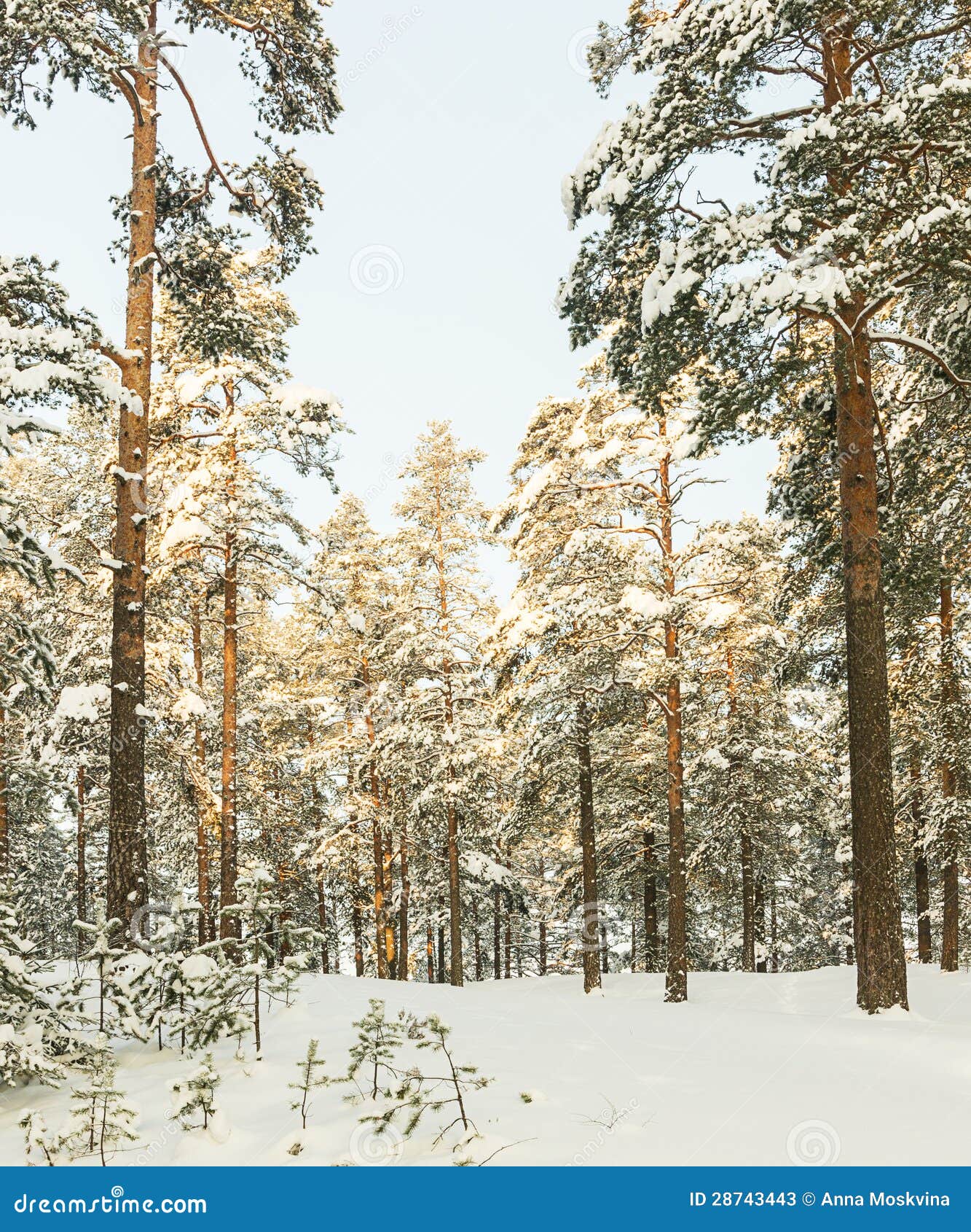 Winter Russian Forest Snow Road Stock Image - Image of deep, nature ...