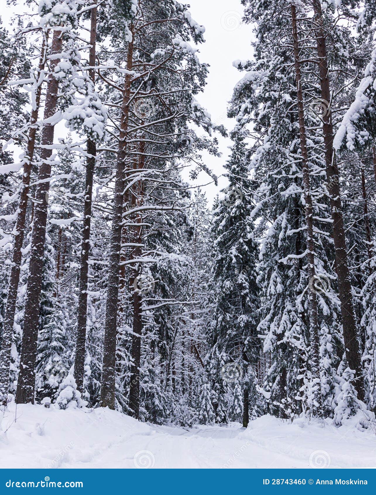 Winter Russian Forest Snow Road Stock Photo - Image of powder, crystal ...