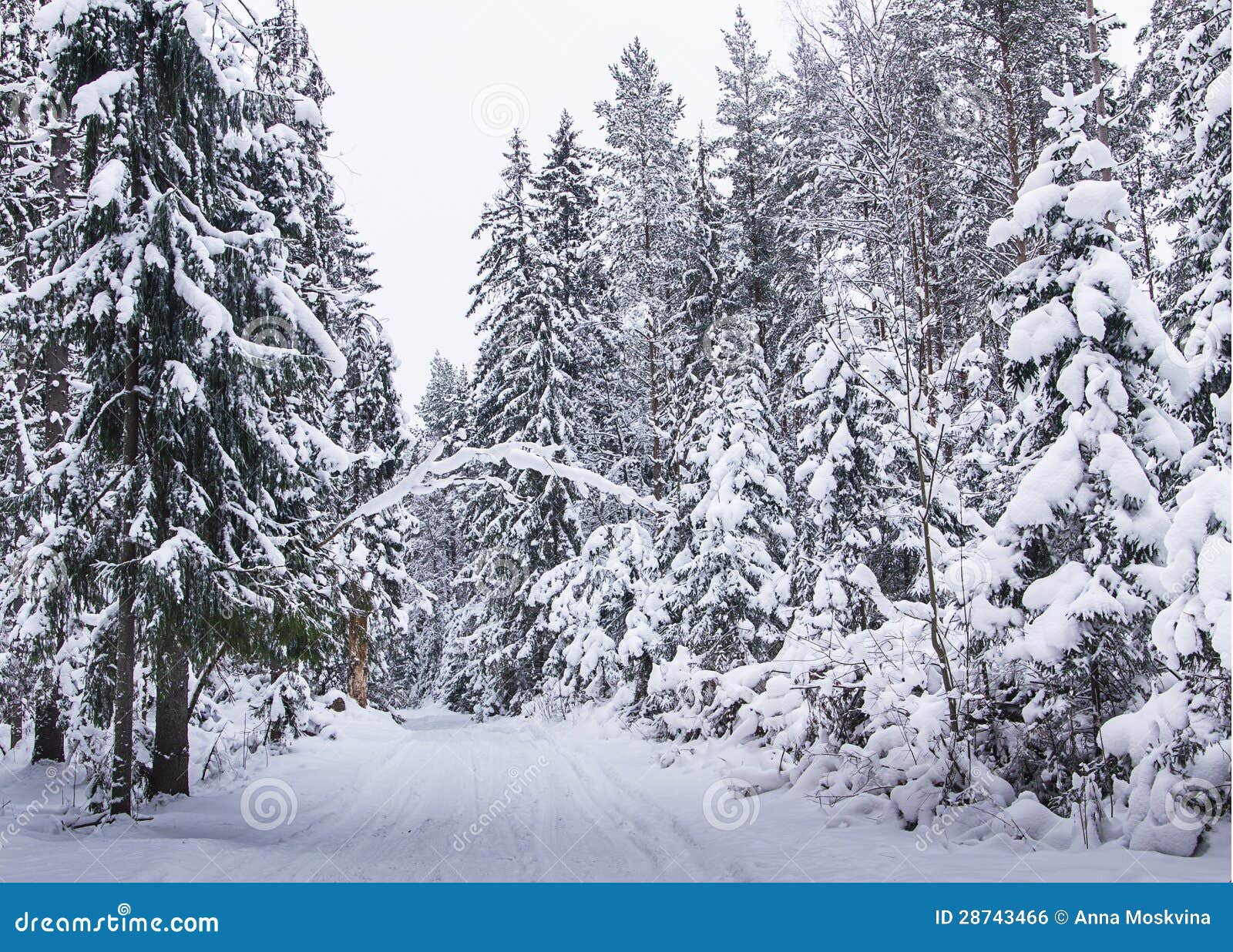 Russian Winter Forest