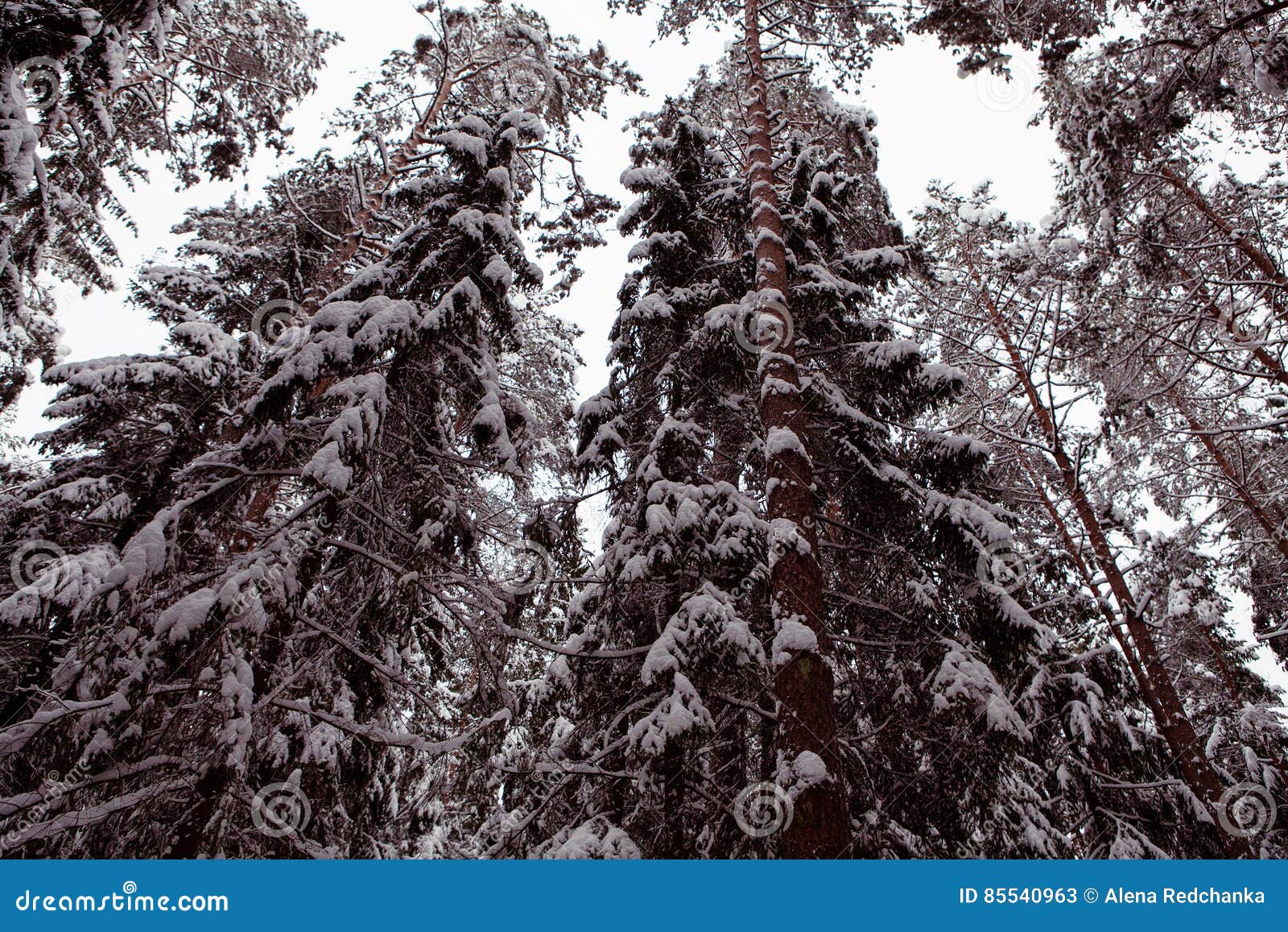 Winter in russian forest stock image. Image of january - 85540963