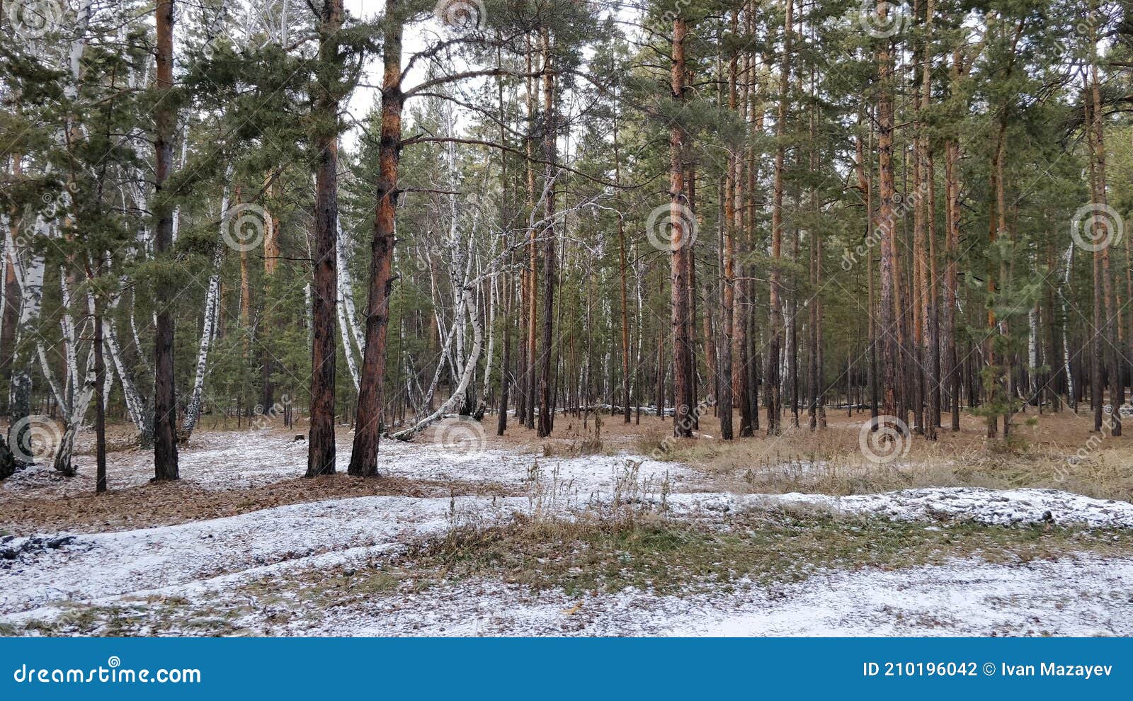 Winter Russian Pine Tree Forest Stock Photo - Image of forest, russian ...