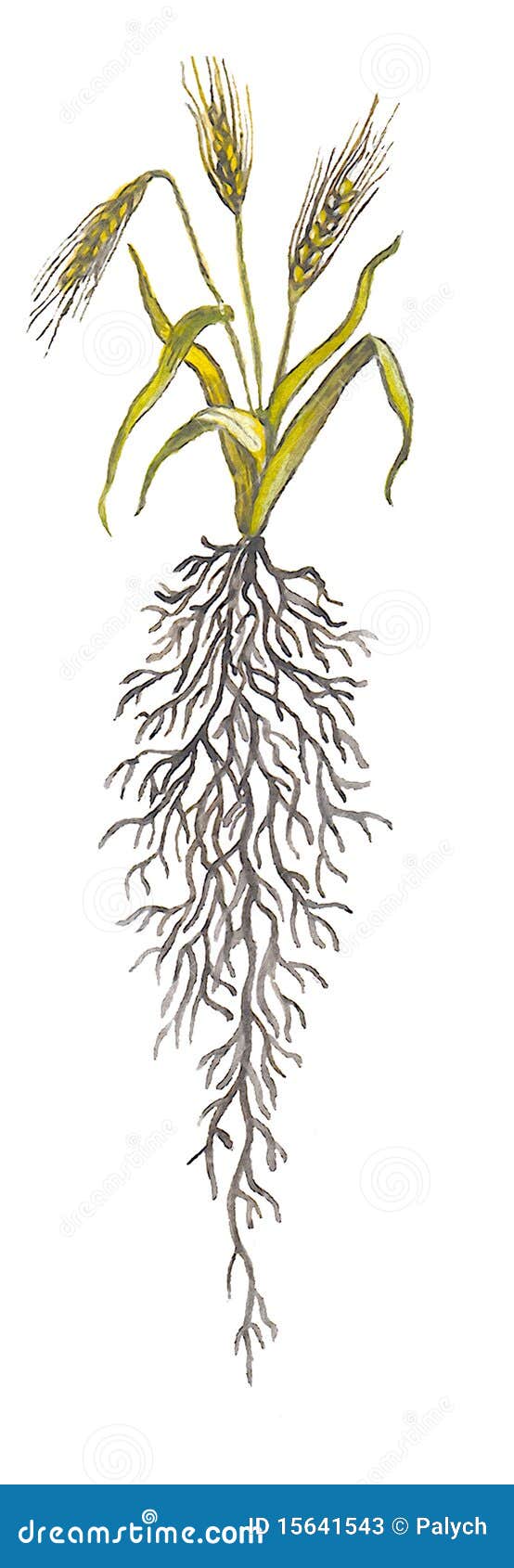 Winter rye stock illustration. Illustration of product - 15641543