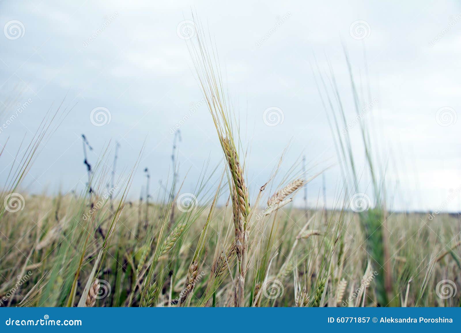 Winter rye in a field stock image. Image of nature, urals - 60771857