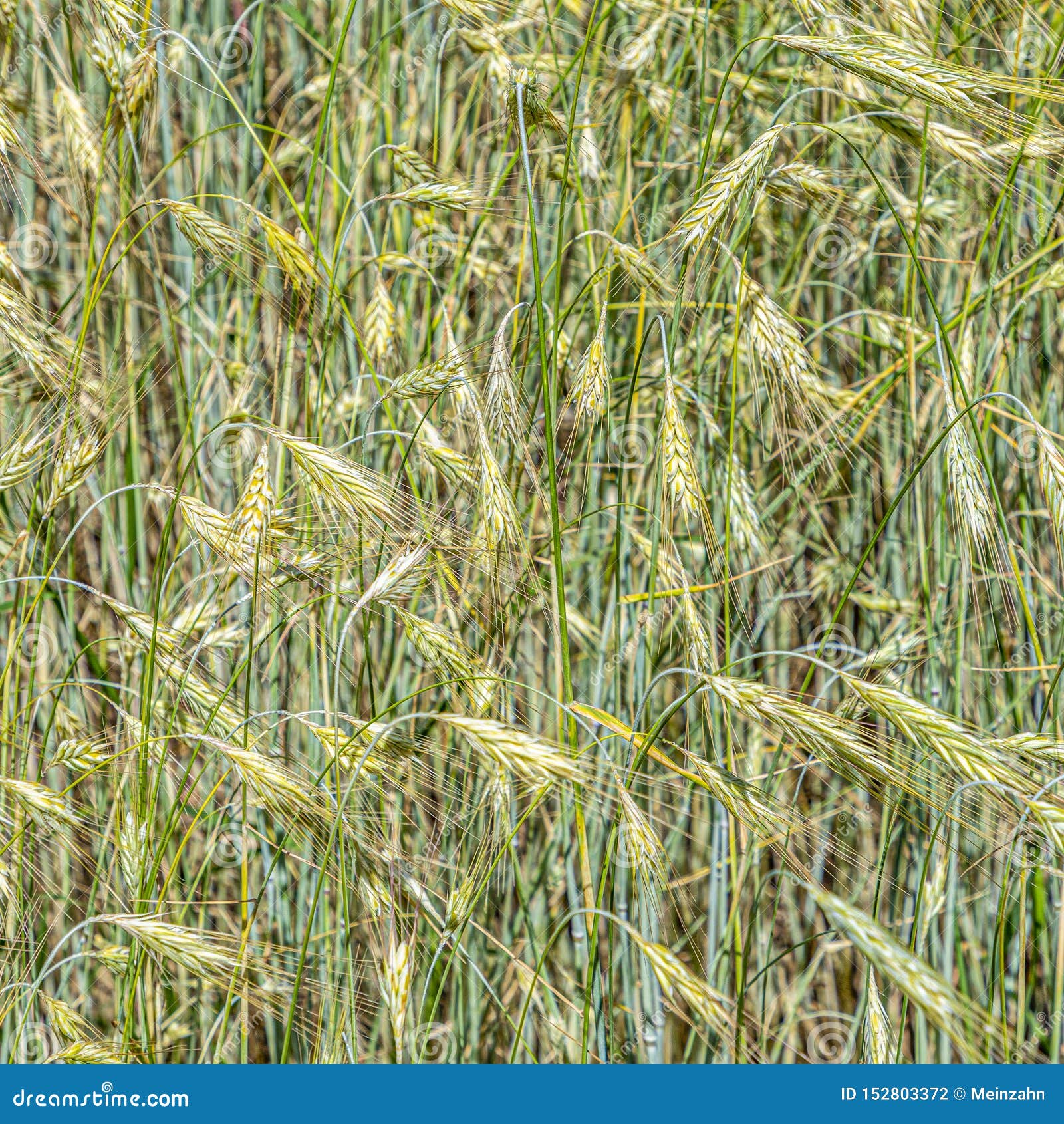 Winter Rye Grows at the Field Stock Photo - Image of nature ...