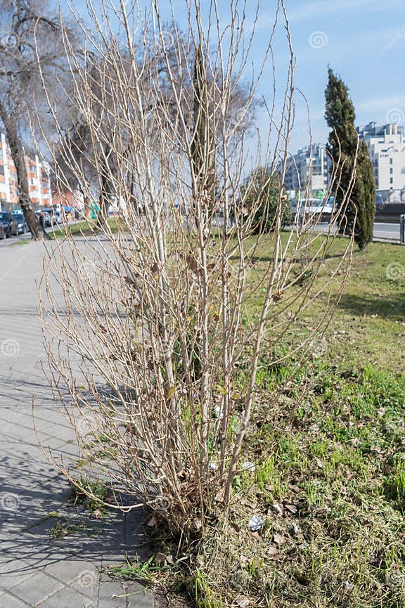 Winter S End: Bare Branches by the Sidewalk Stock Photo - Image of ...