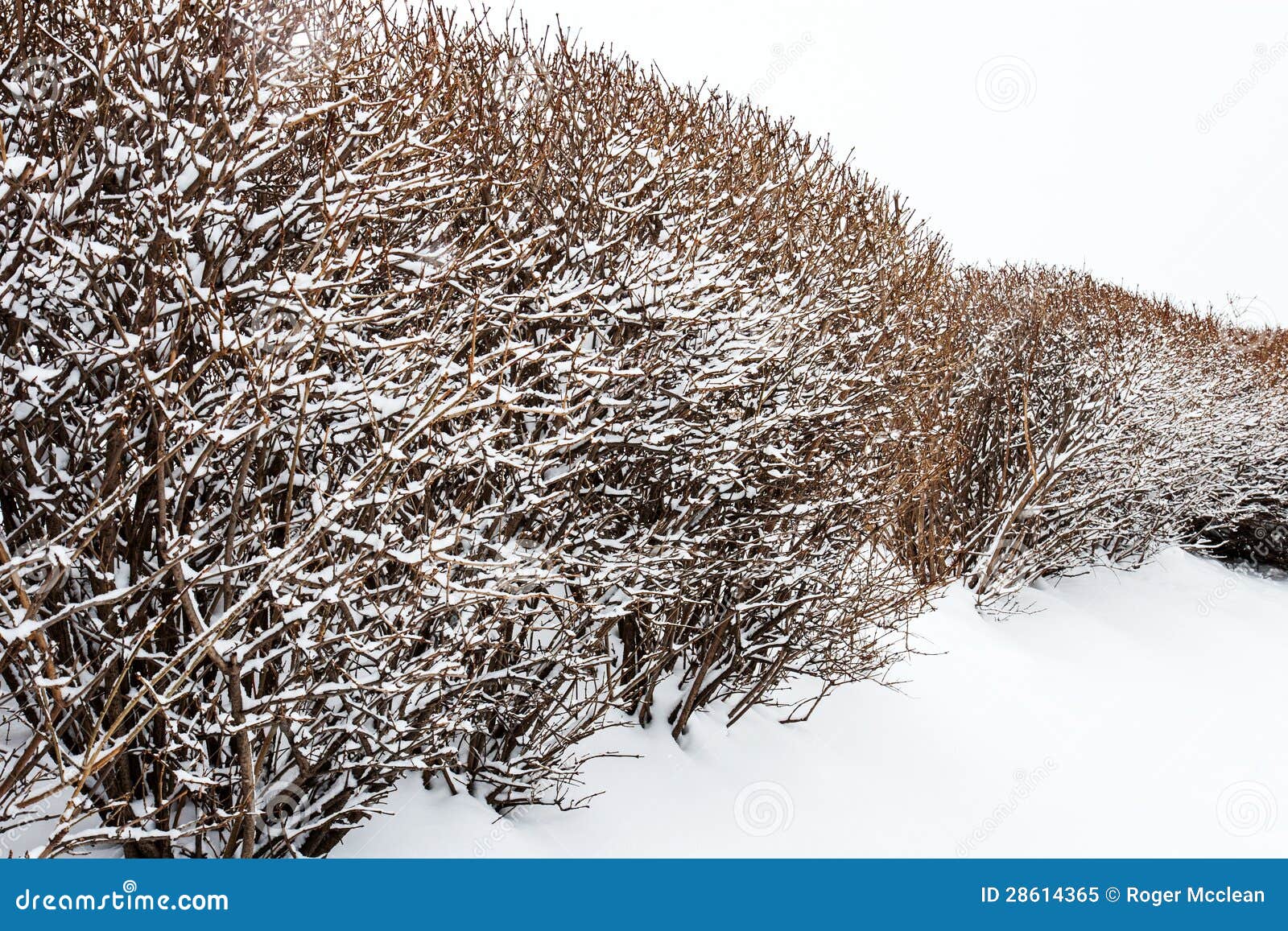 Winter hedge stock image. Image of brown, snowing, white - 28614365